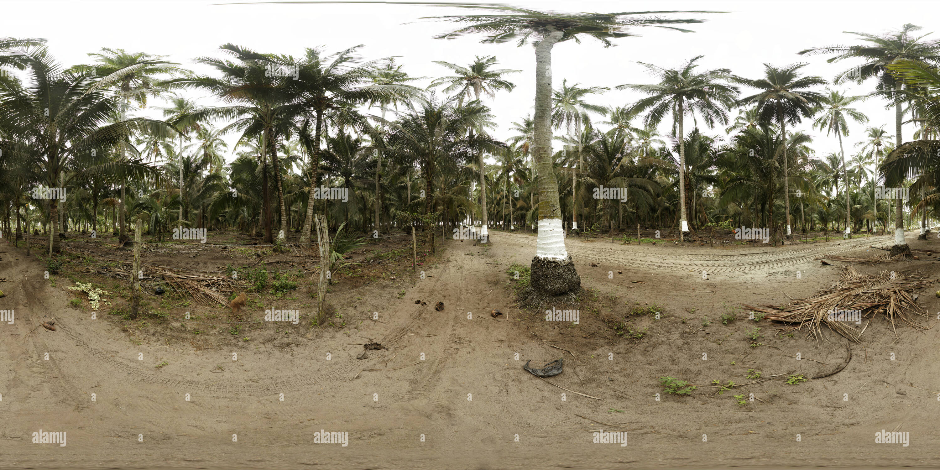 360° view of Palm tree plantation - Alamy