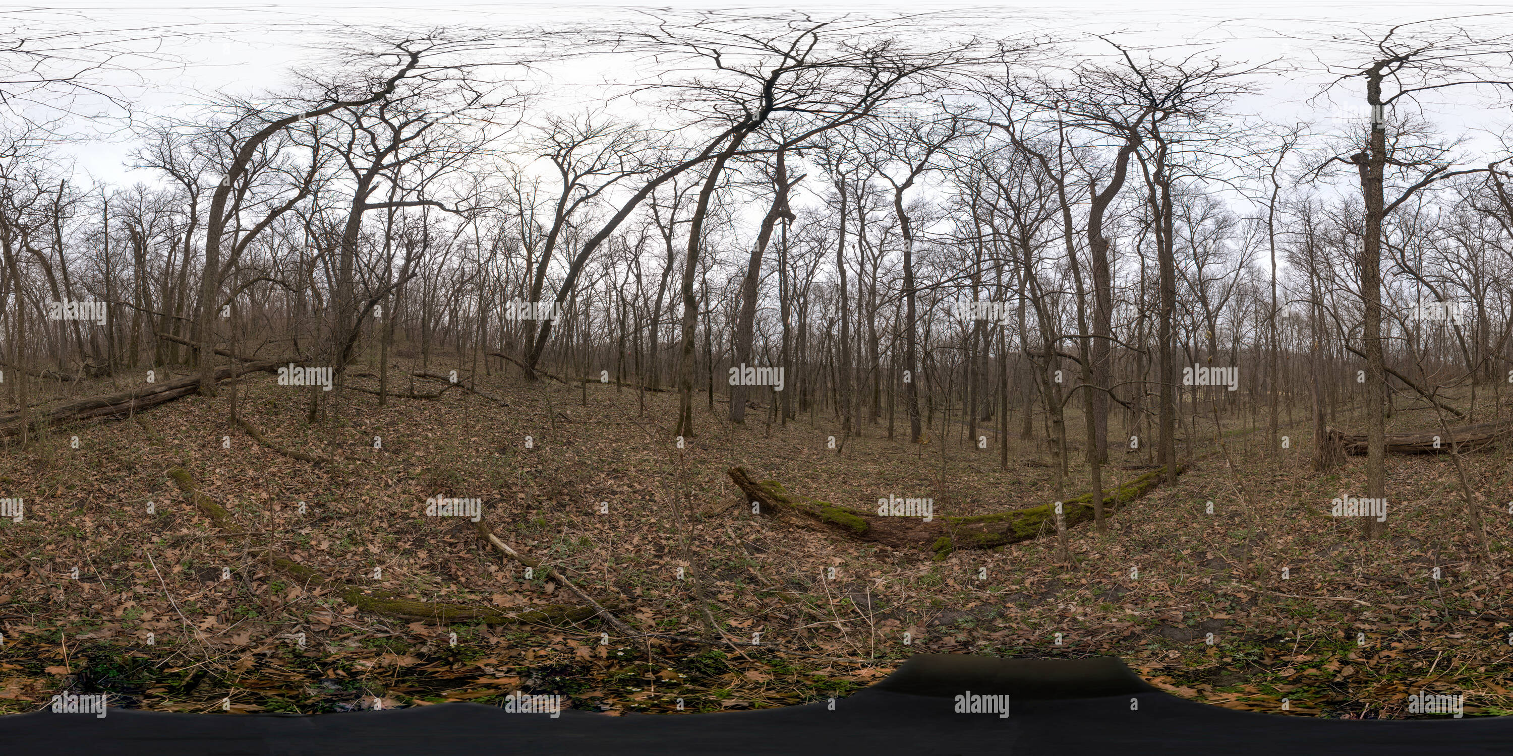 360° view of Spring Arrives with Moss and Forest Flowers in Iowa - Alamy