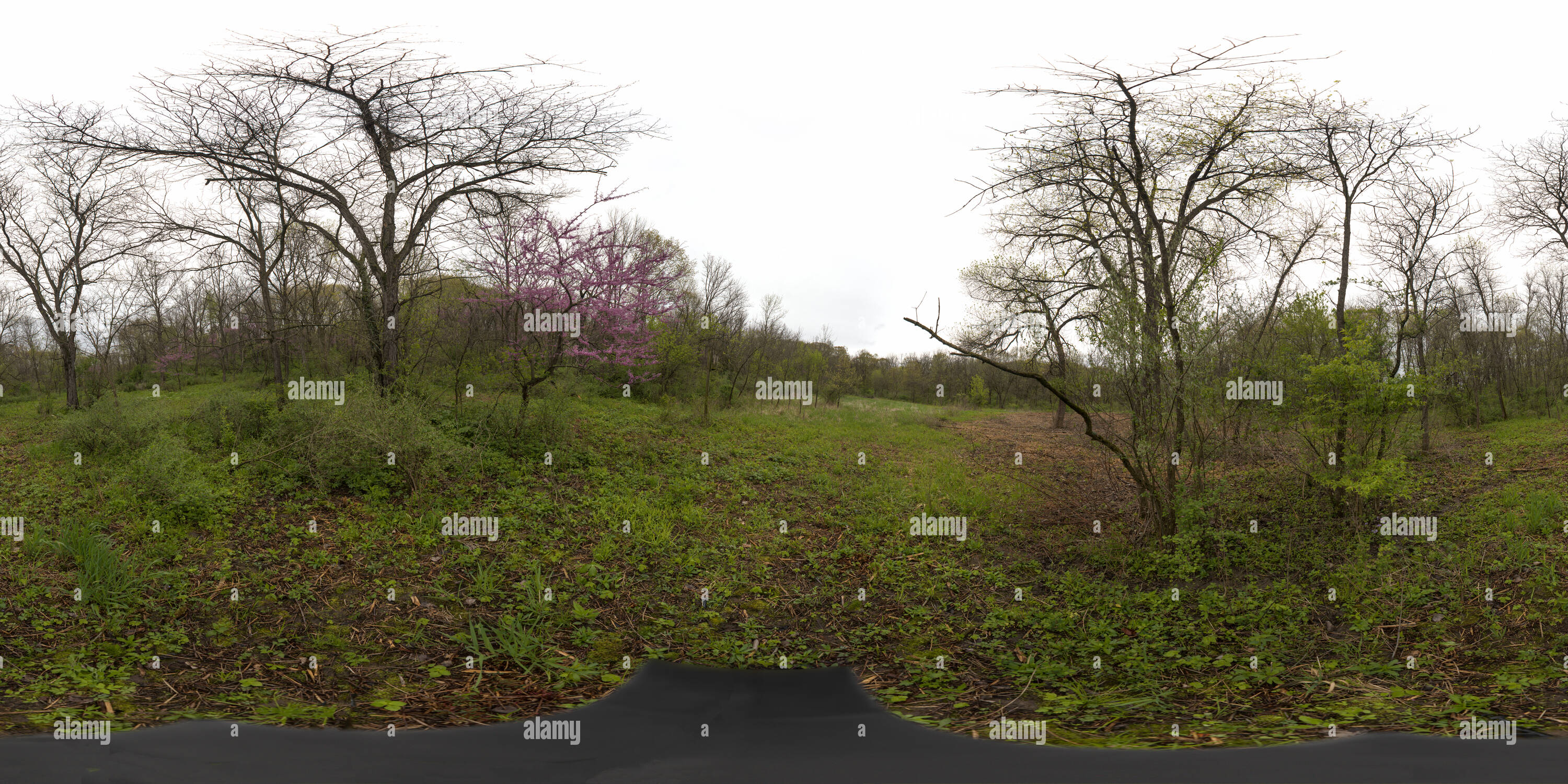 360° view of Spring Clearing. Lost Lake at Ledges State Park. Boone ...