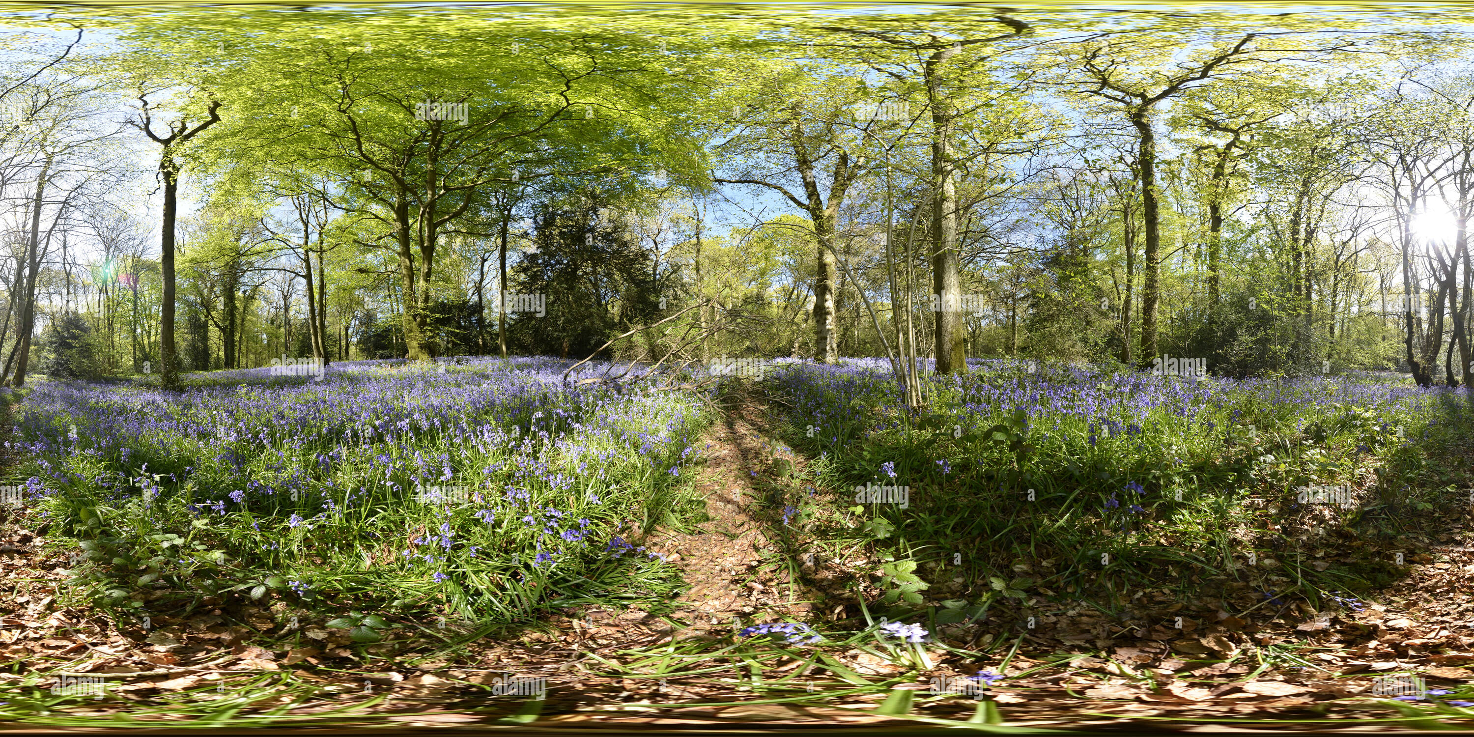 Staffhurst wood hi-res stock photography and images - Alamy
