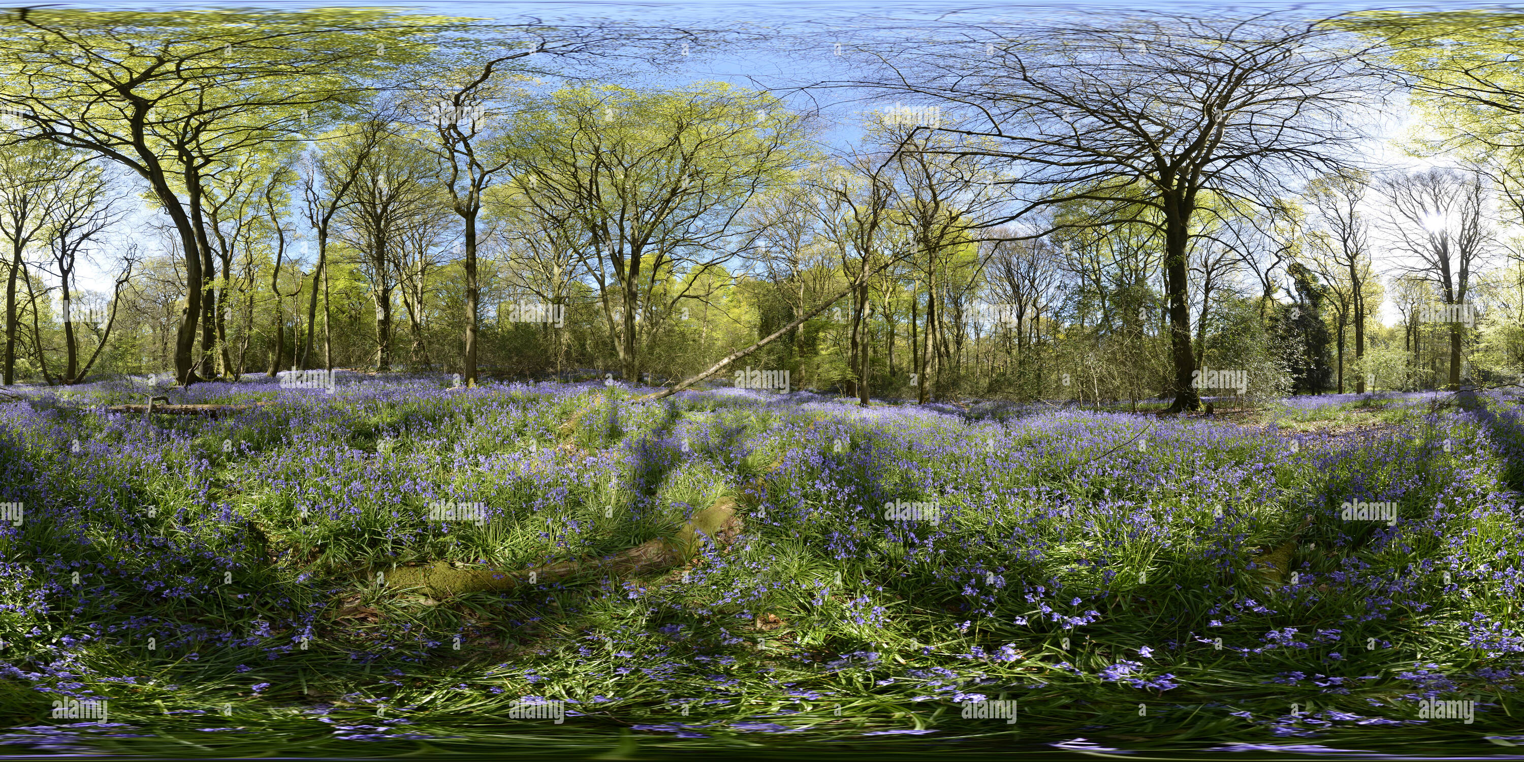 360° view of Bluebells, Staffhurst Wood, near Limpsfield Surrey, early ...