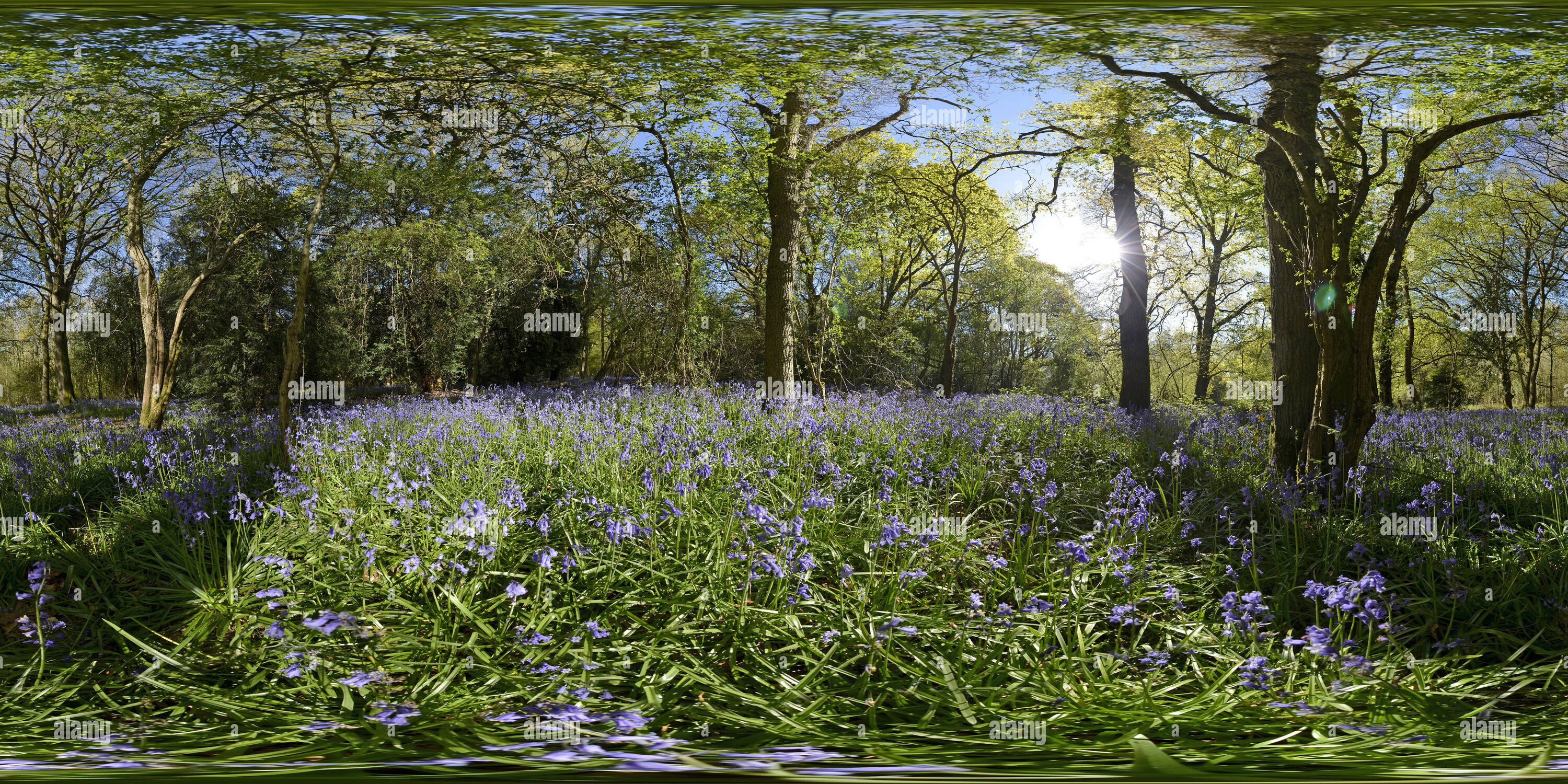 360° view of Bluebells Staffhurst Wood Near Limpsfield Surrey Early May ...