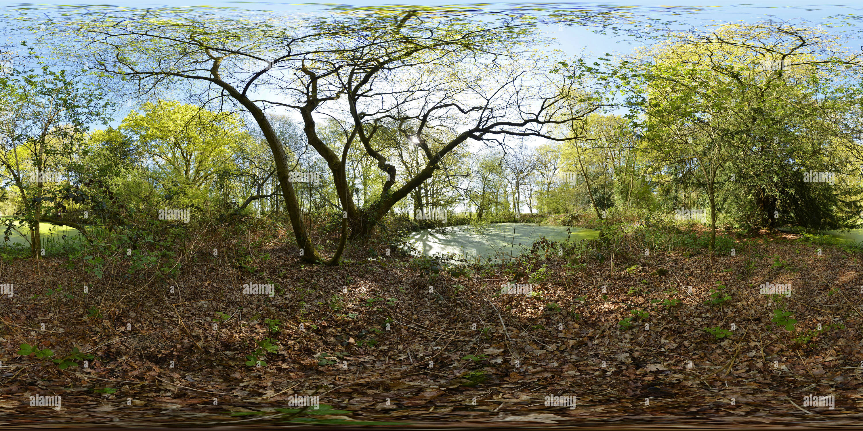 Staffhurst wood hi-res stock photography and images - Alamy