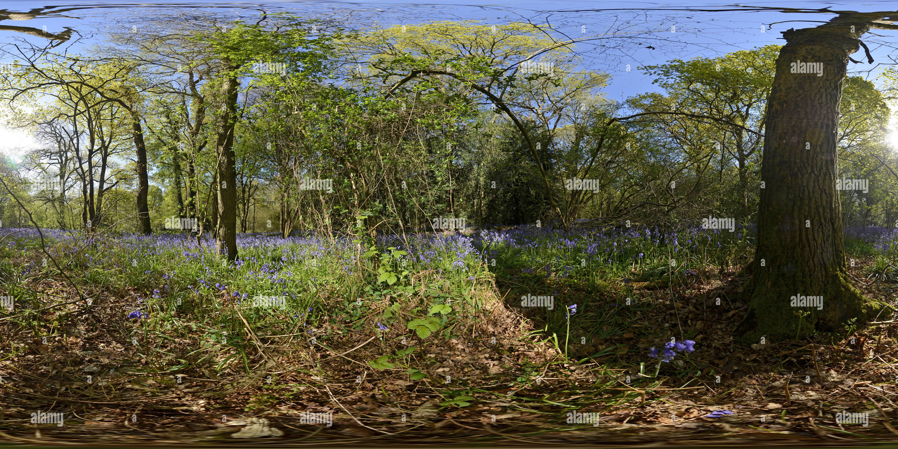 Staffhurst wood hi-res stock photography and images - Alamy
