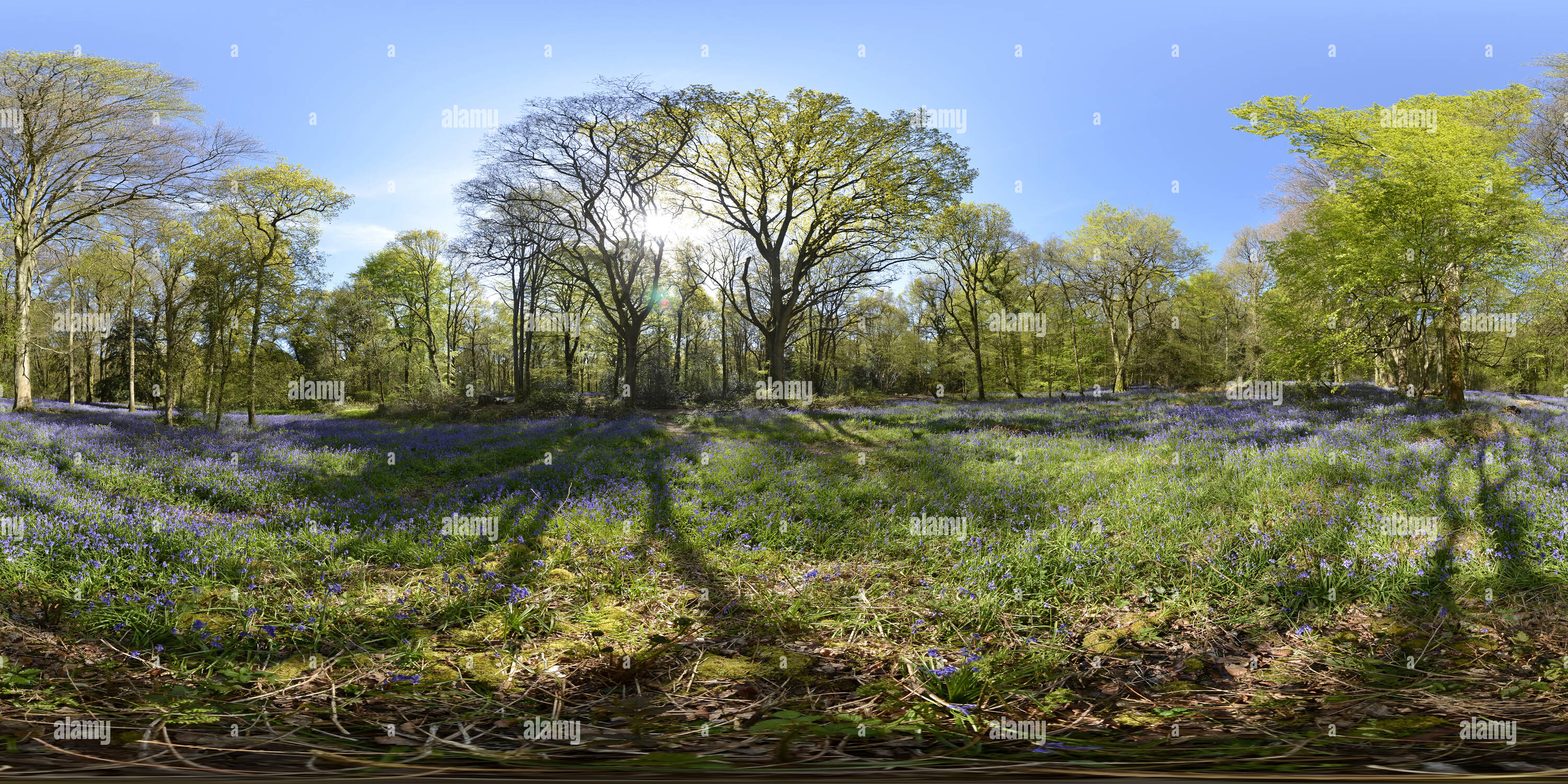 Staffhurst wood hi-res stock photography and images - Alamy