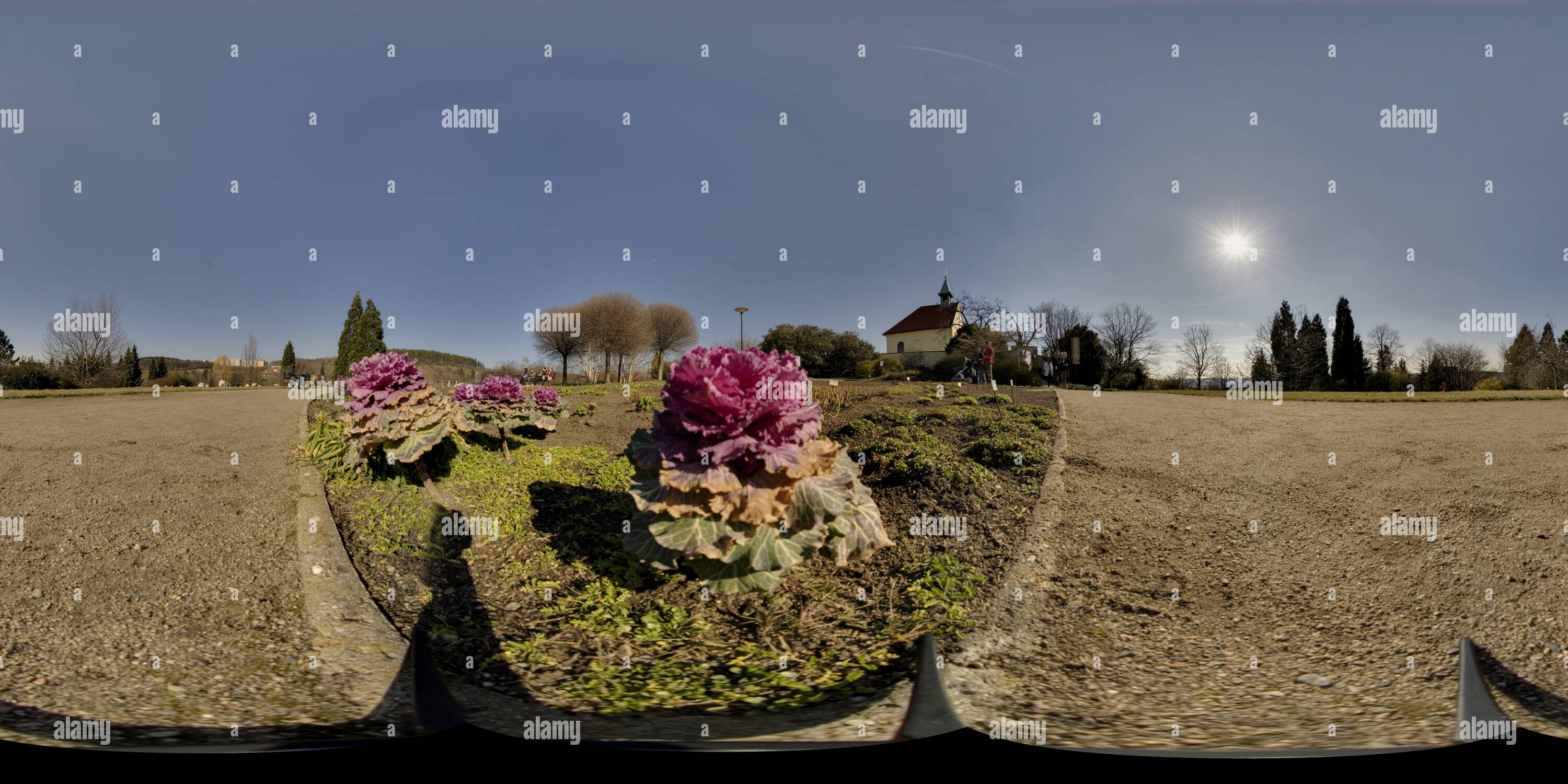 360° view of Red Cabbage at Prague Botanic Garden - Alamy
