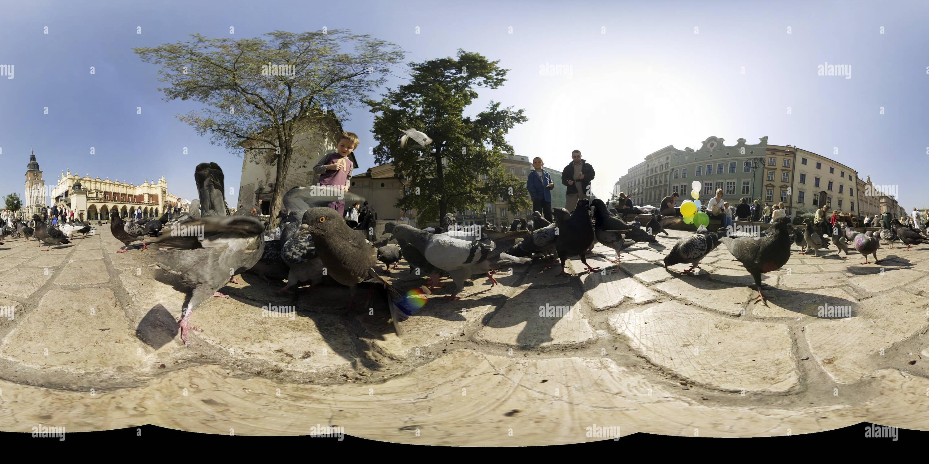 Pigeon Attack High Resolution Stock Photography and Images - Alamy