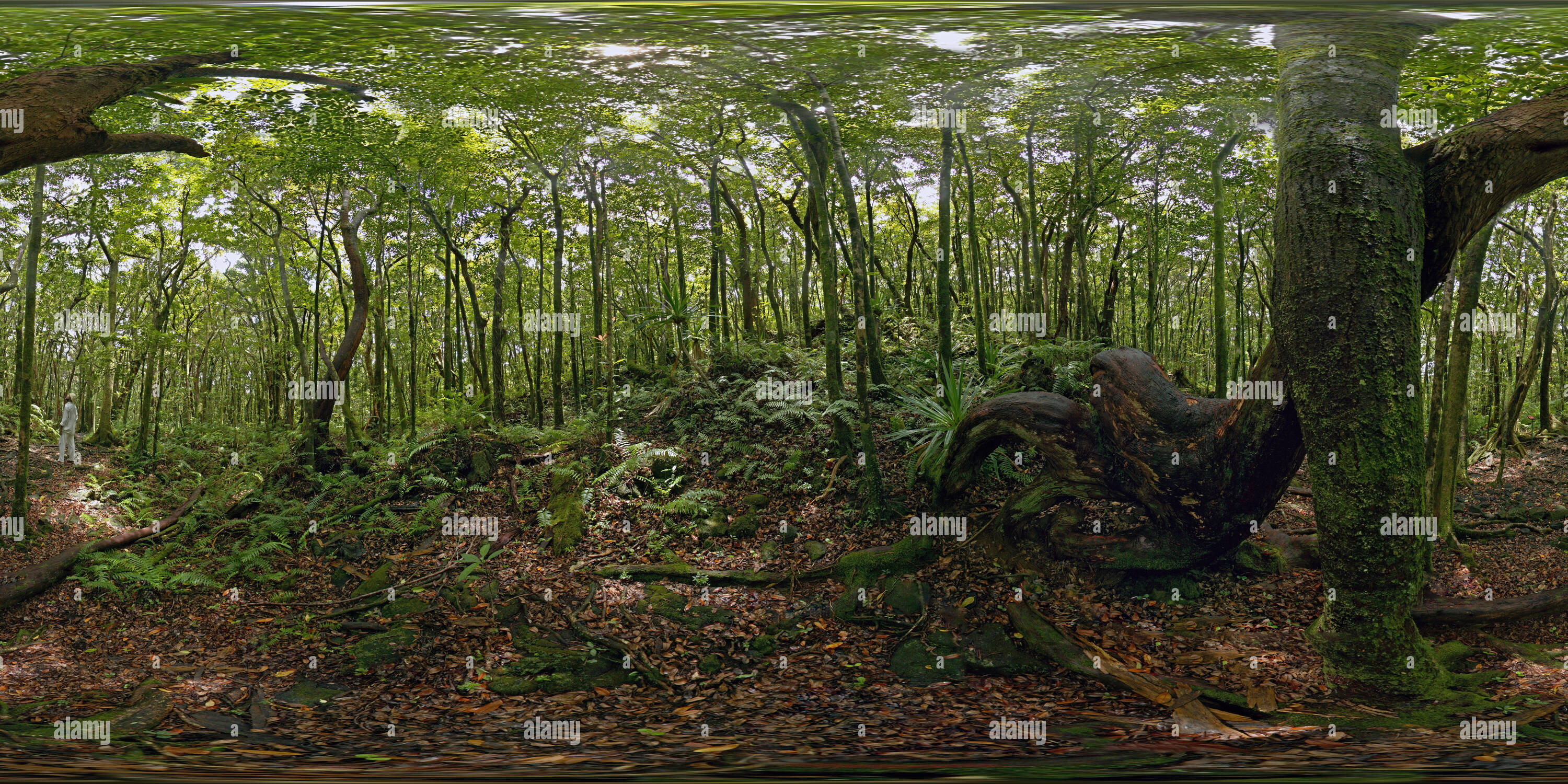 360° view of Mare Longue rain forest - Alamy