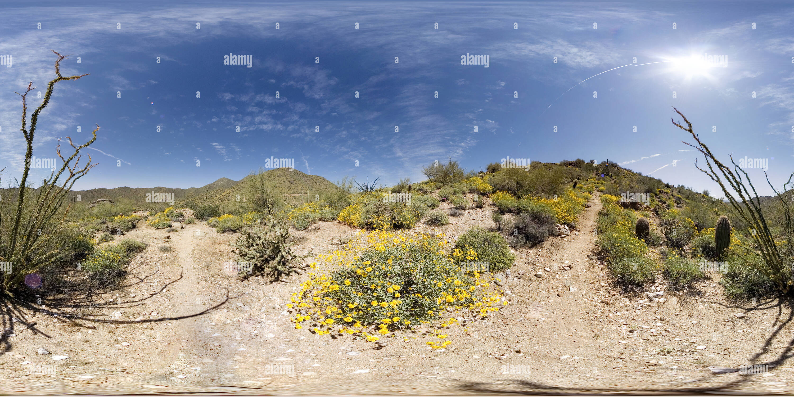 360° view of Desert in bloom 7 - Sunrise Peak, Scottsdale, Arizona - Alamy
