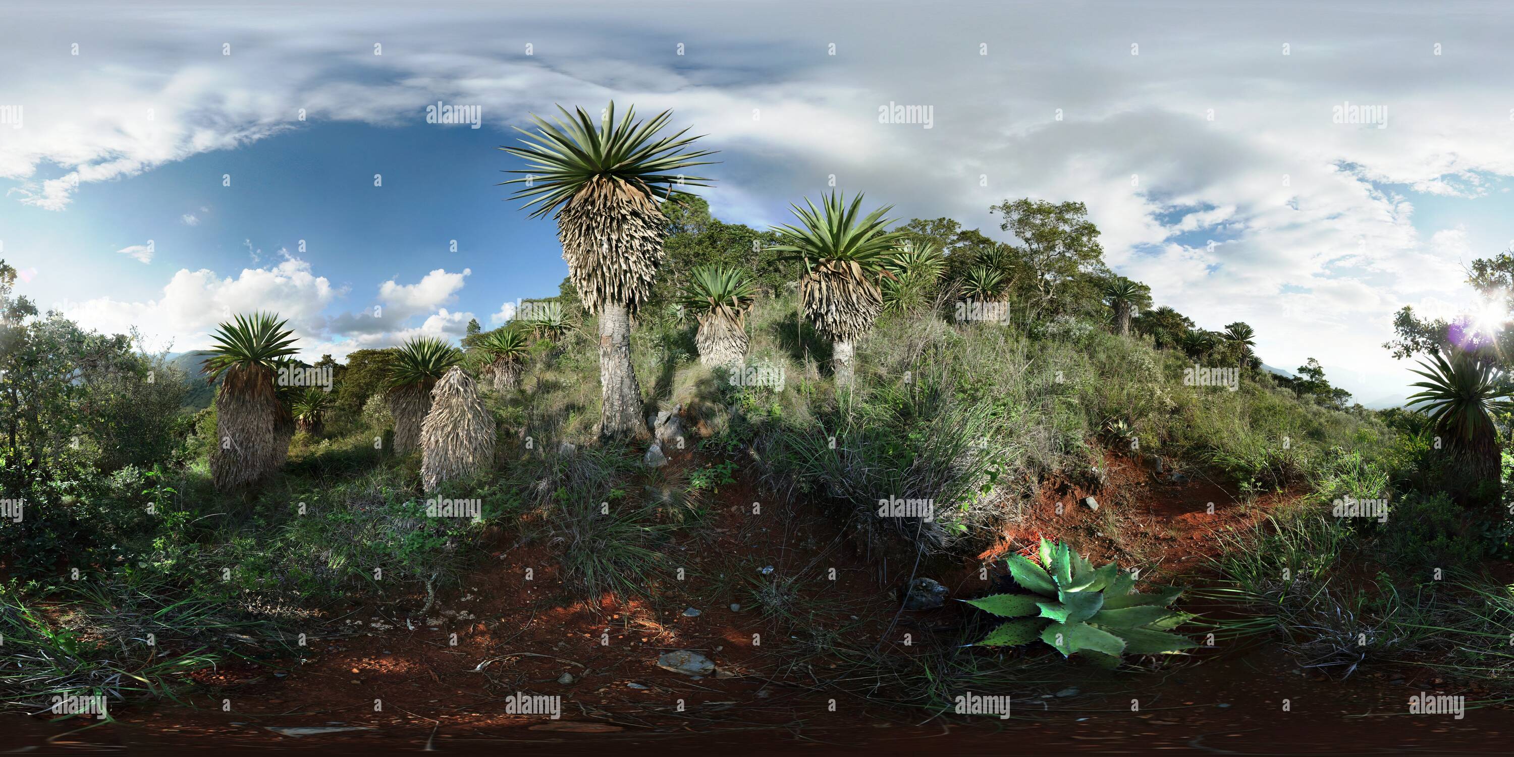 360° view of Bosque de Quercus y matorral de Furcraea parmentieri - Alamy