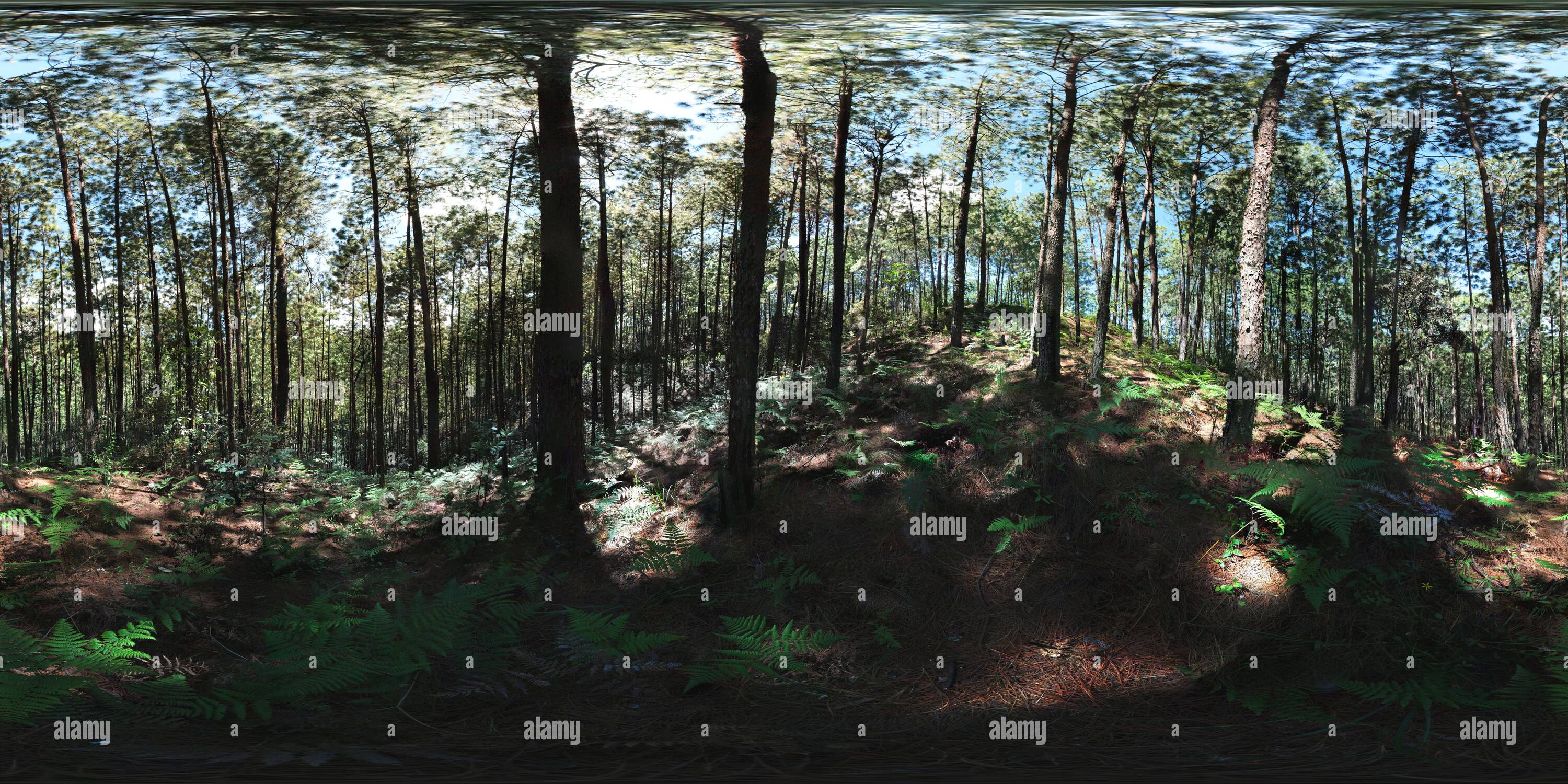 360° view of Bosque de Pinus - Alamy