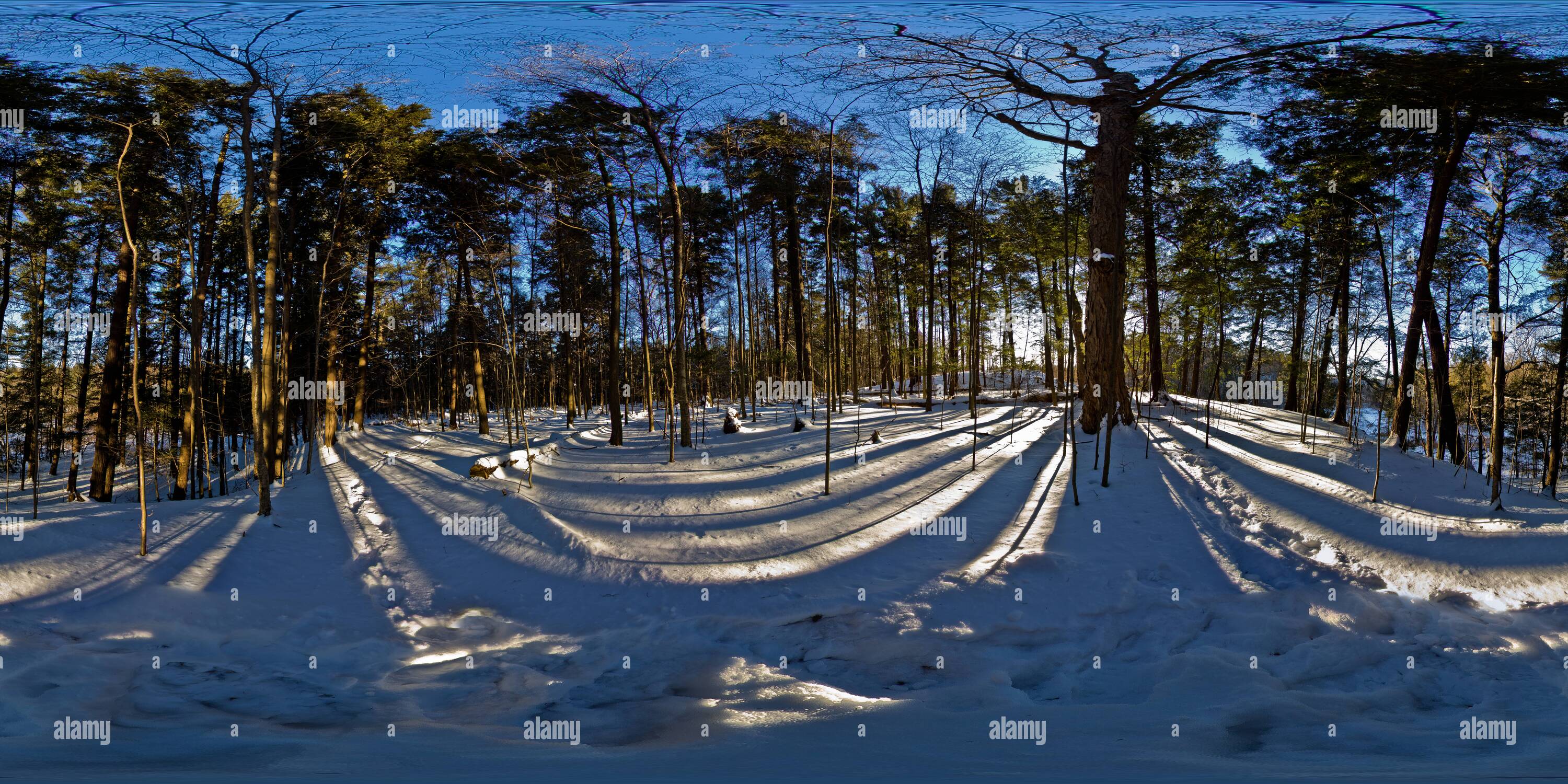 360° view of Boyd Conservation Area - Winter Hike - Deep Forest - Alamy