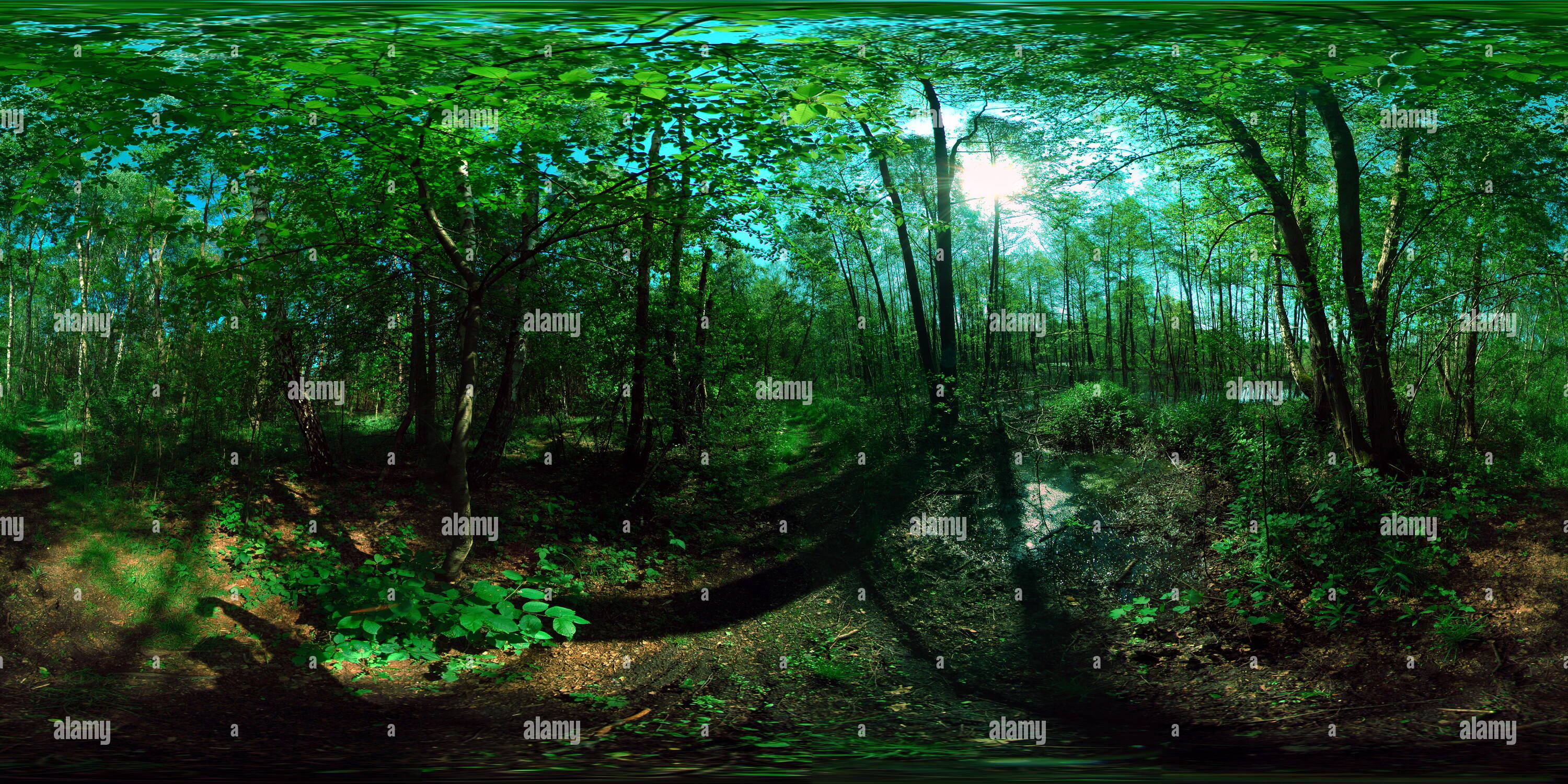 360° view of Swamp in Mlociny forest - Alamy
