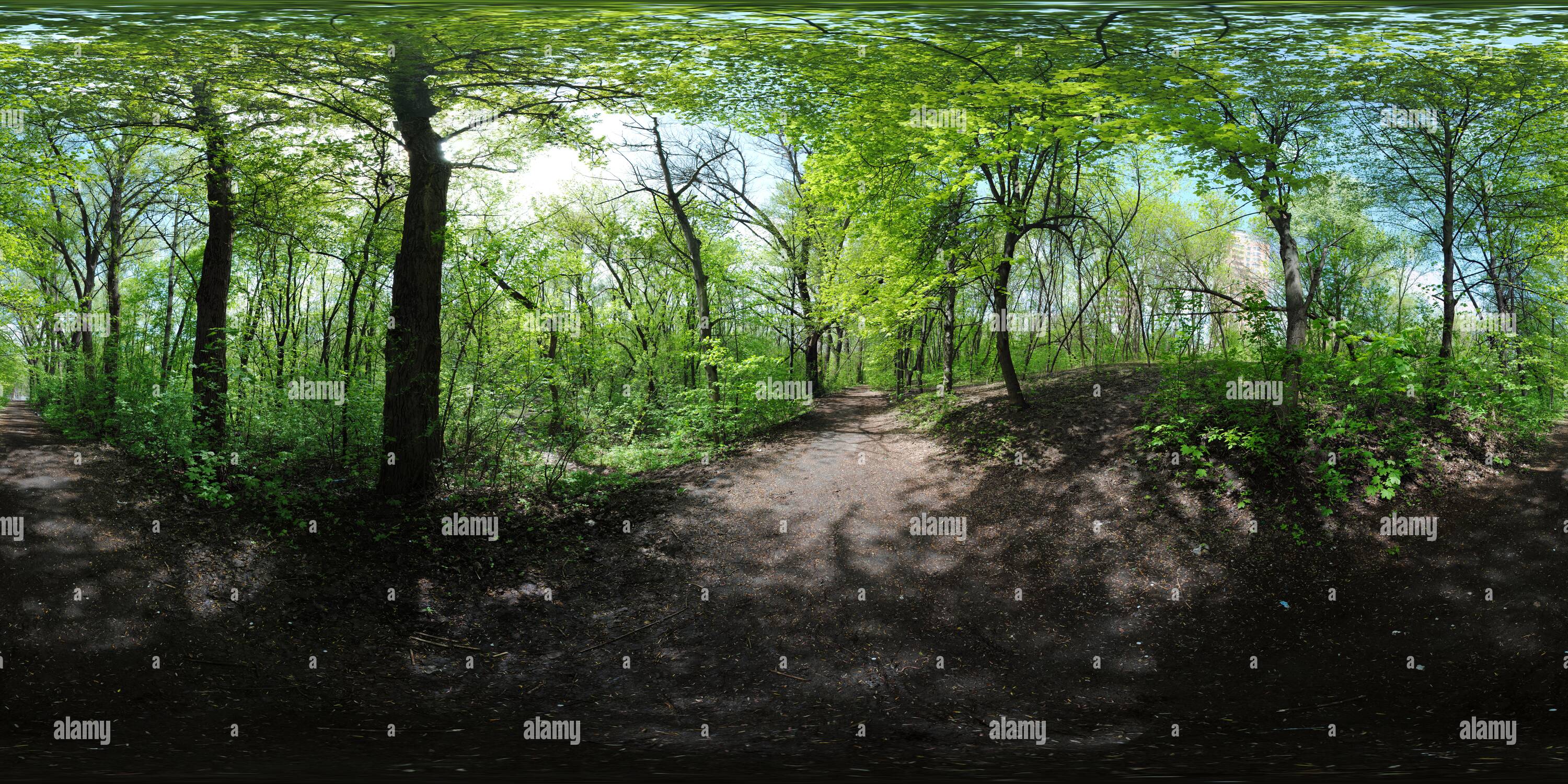 360° view of in the wood - Alamy