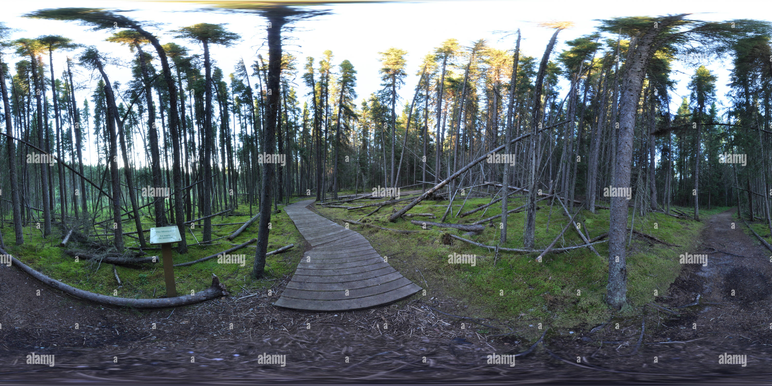 360° view of Mossyard in the Boundary Bog - Alamy