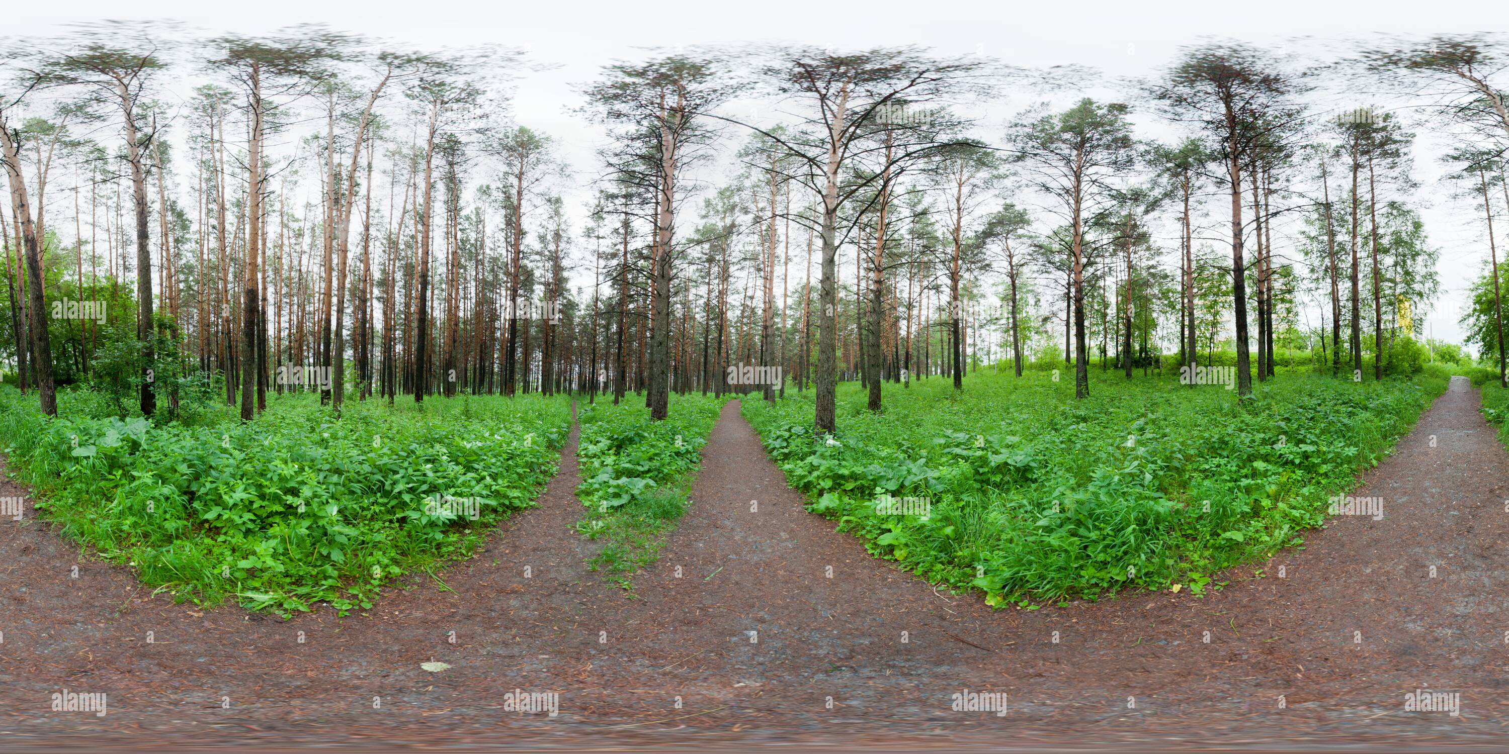 360° view of Forest in Trekhgorny - Alamy