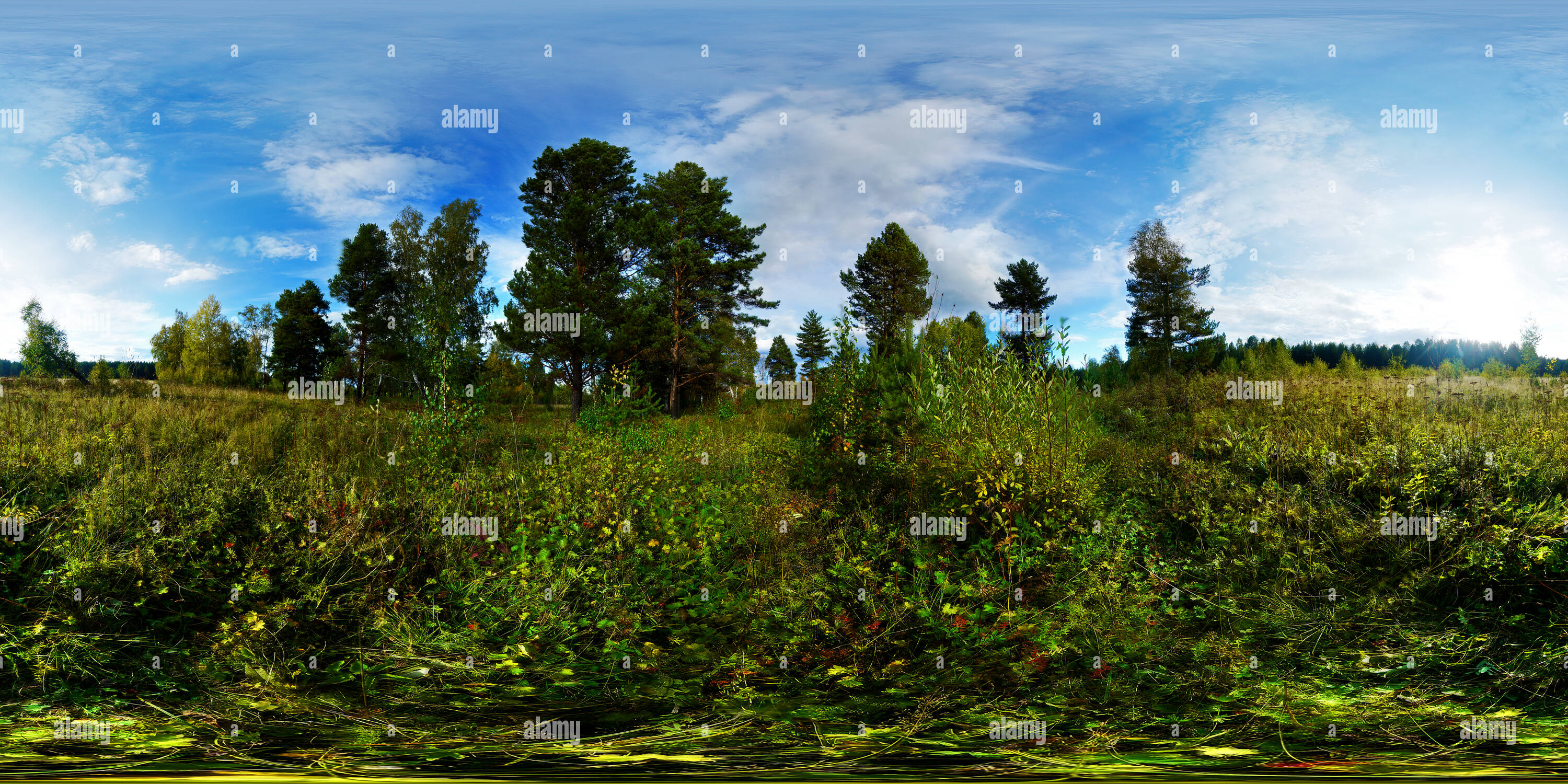 360° view of Edge of a forest - Alamy