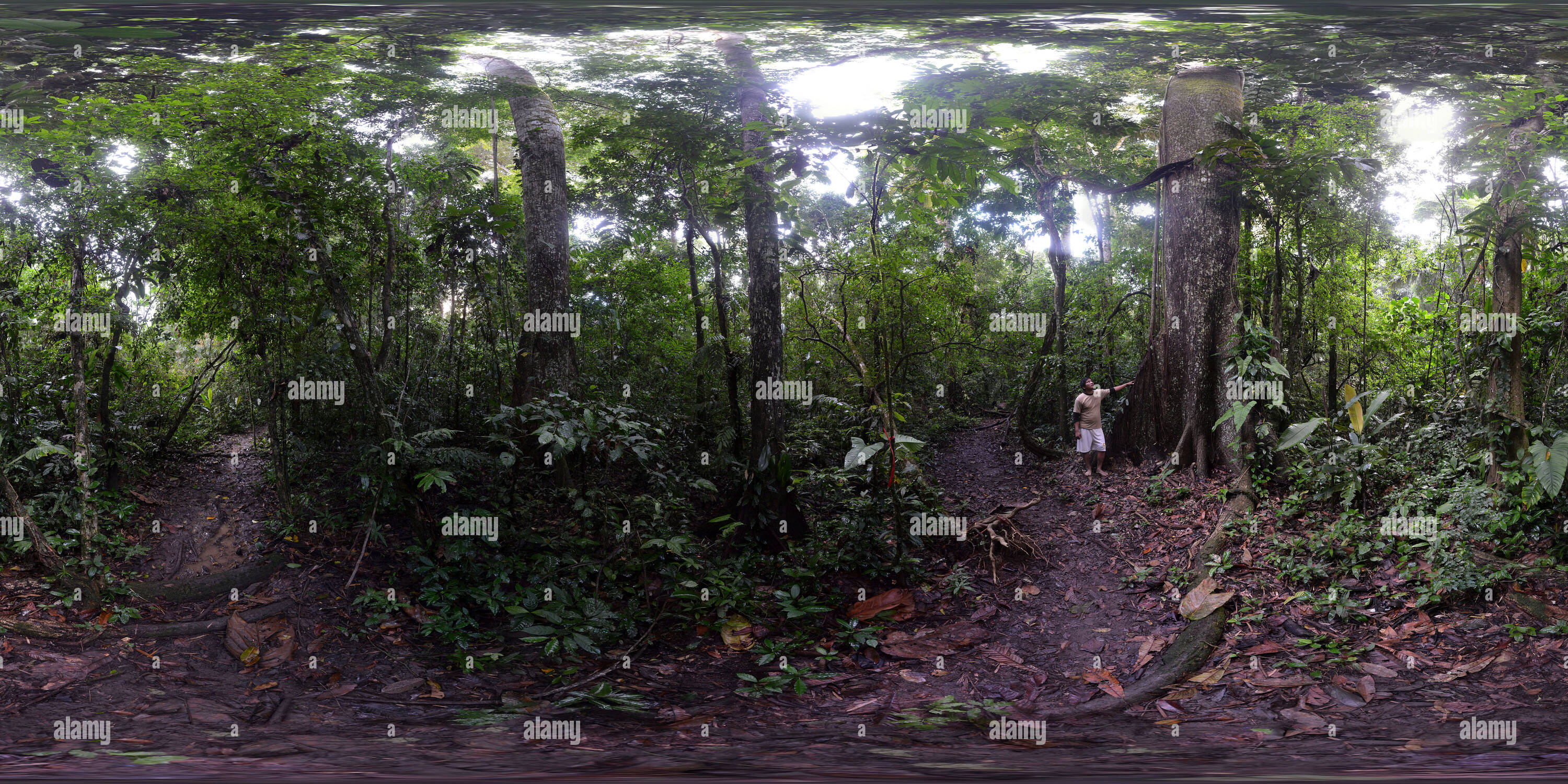360° view of Big Tree in Tambopata, Peru - Alamy