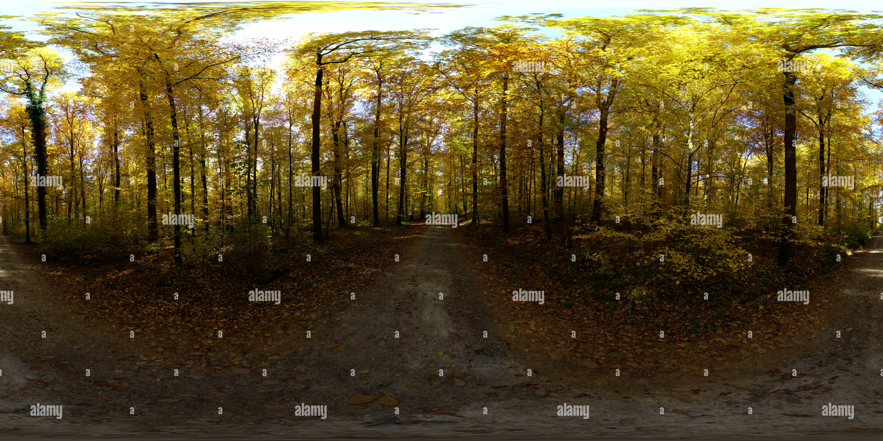 360° view of Fall Forest Path - Alamy