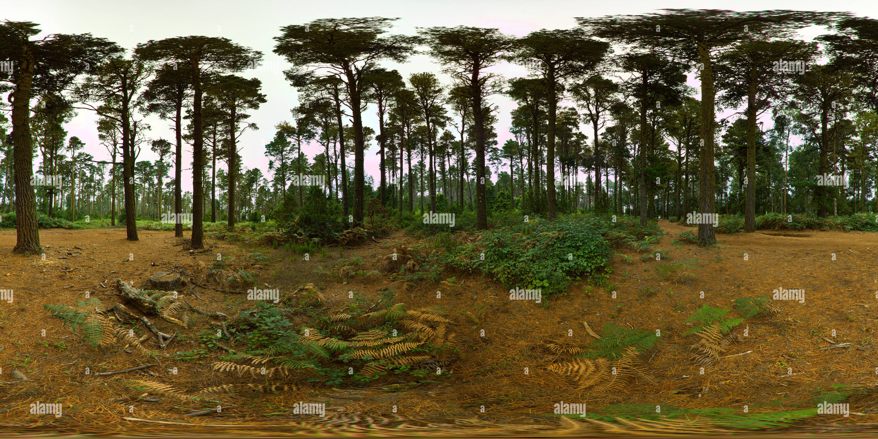 360° view of La Esperanza Forest - Alamy