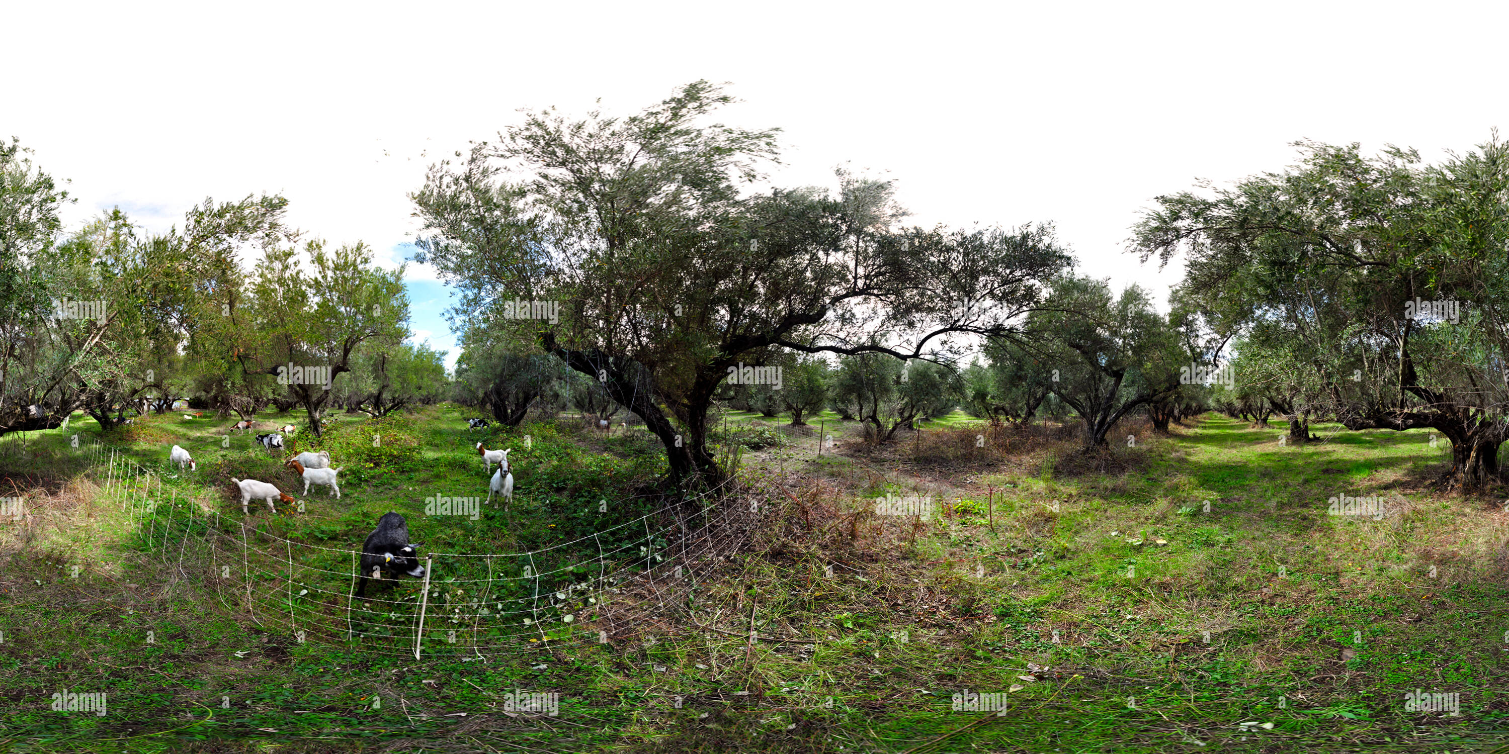 Chaffin hi-res stock photography and images - Alamy