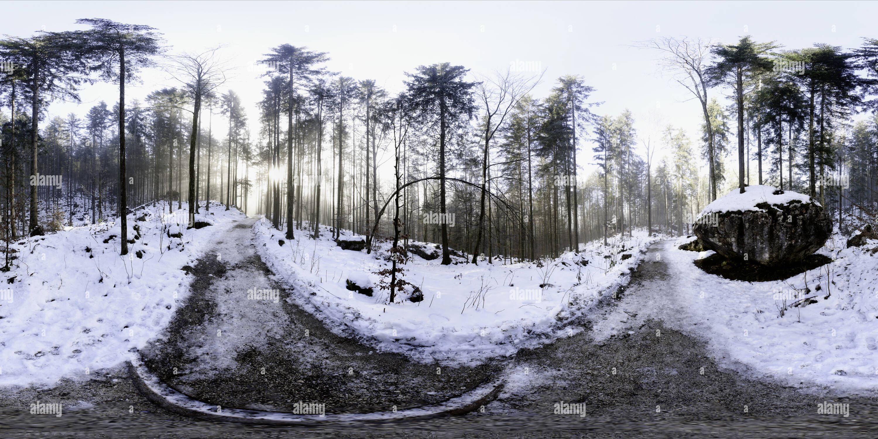 360° view of forest at kings lake - Alamy