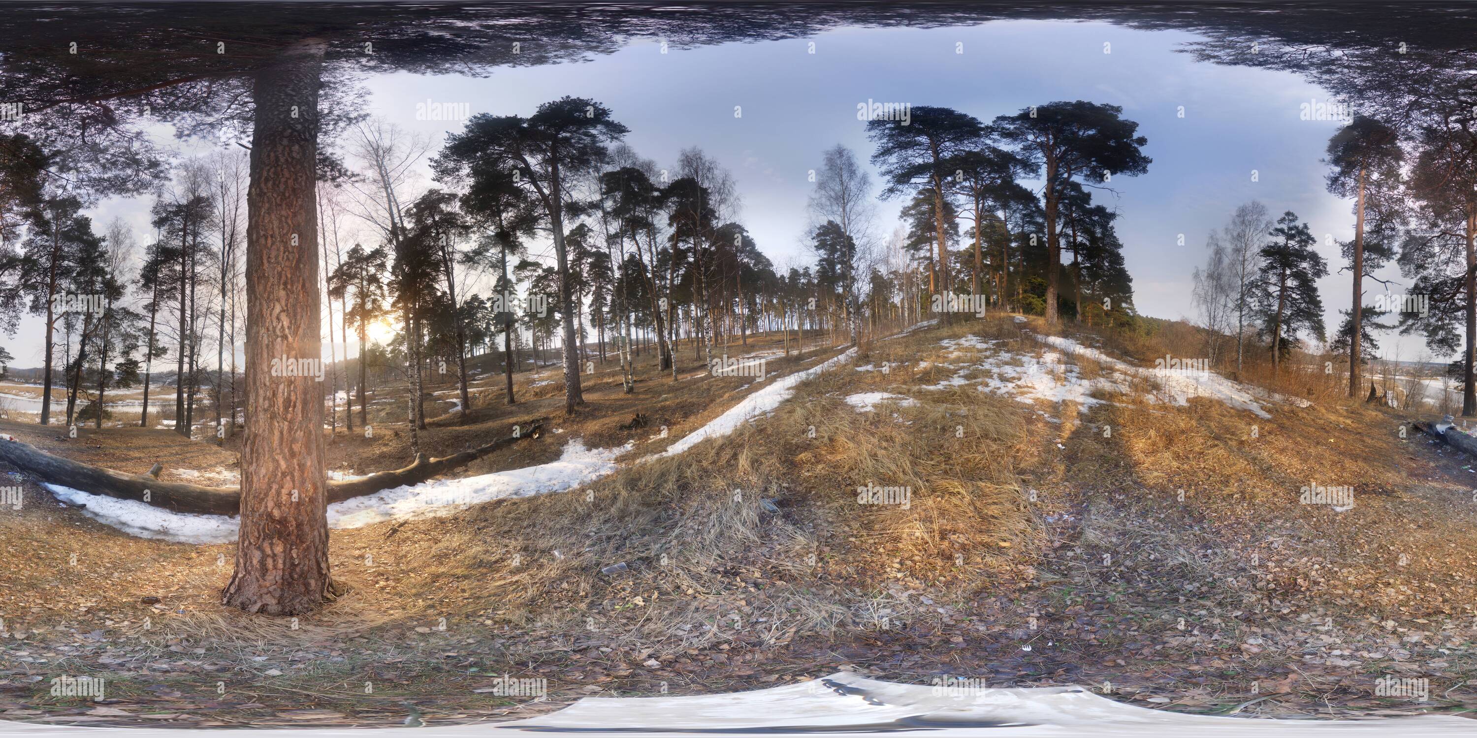 360° view of Pine Forest in Kineshma - Alamy