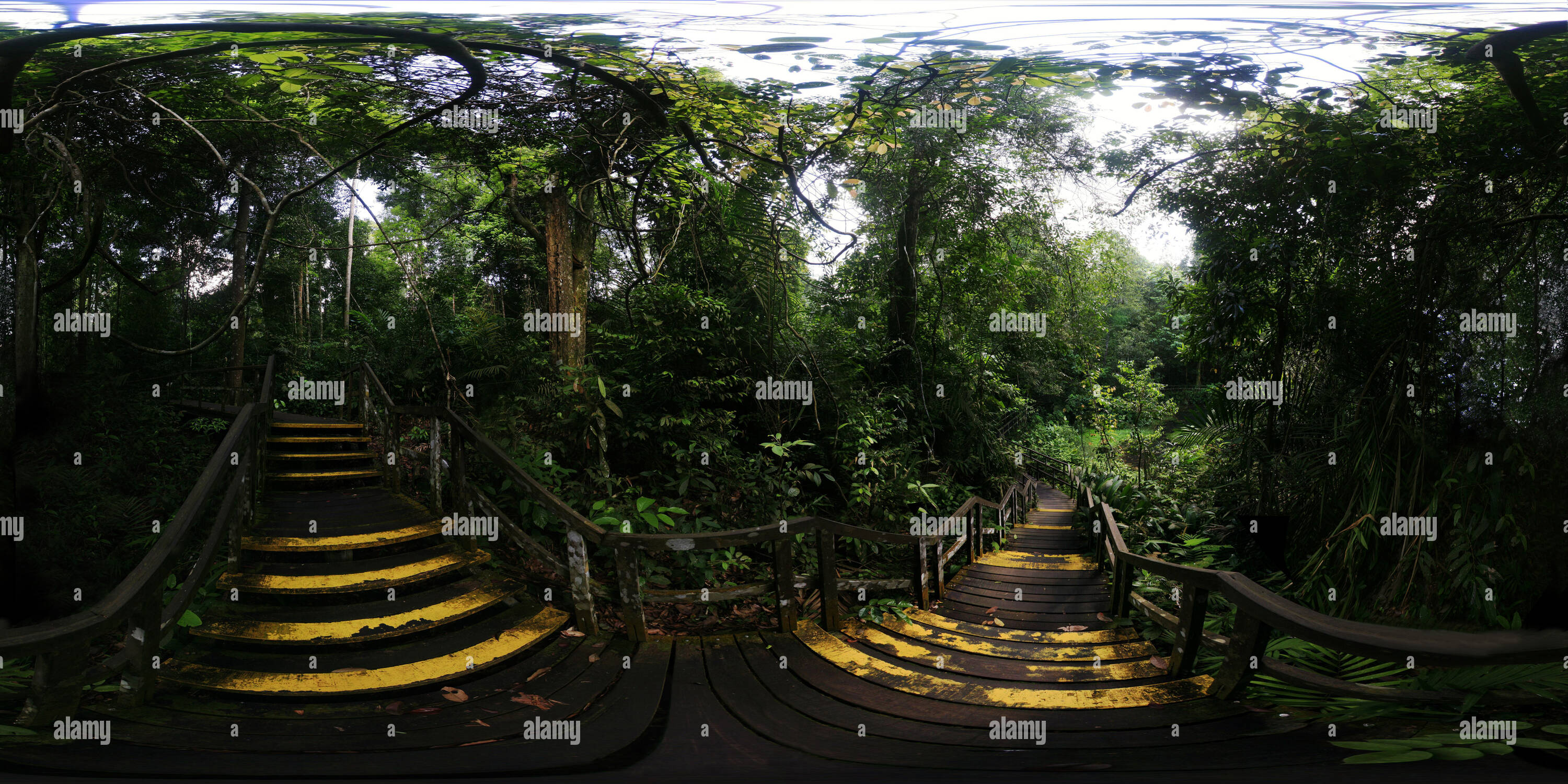 360° view of Forest around MacRitchie Reservoir - Alamy