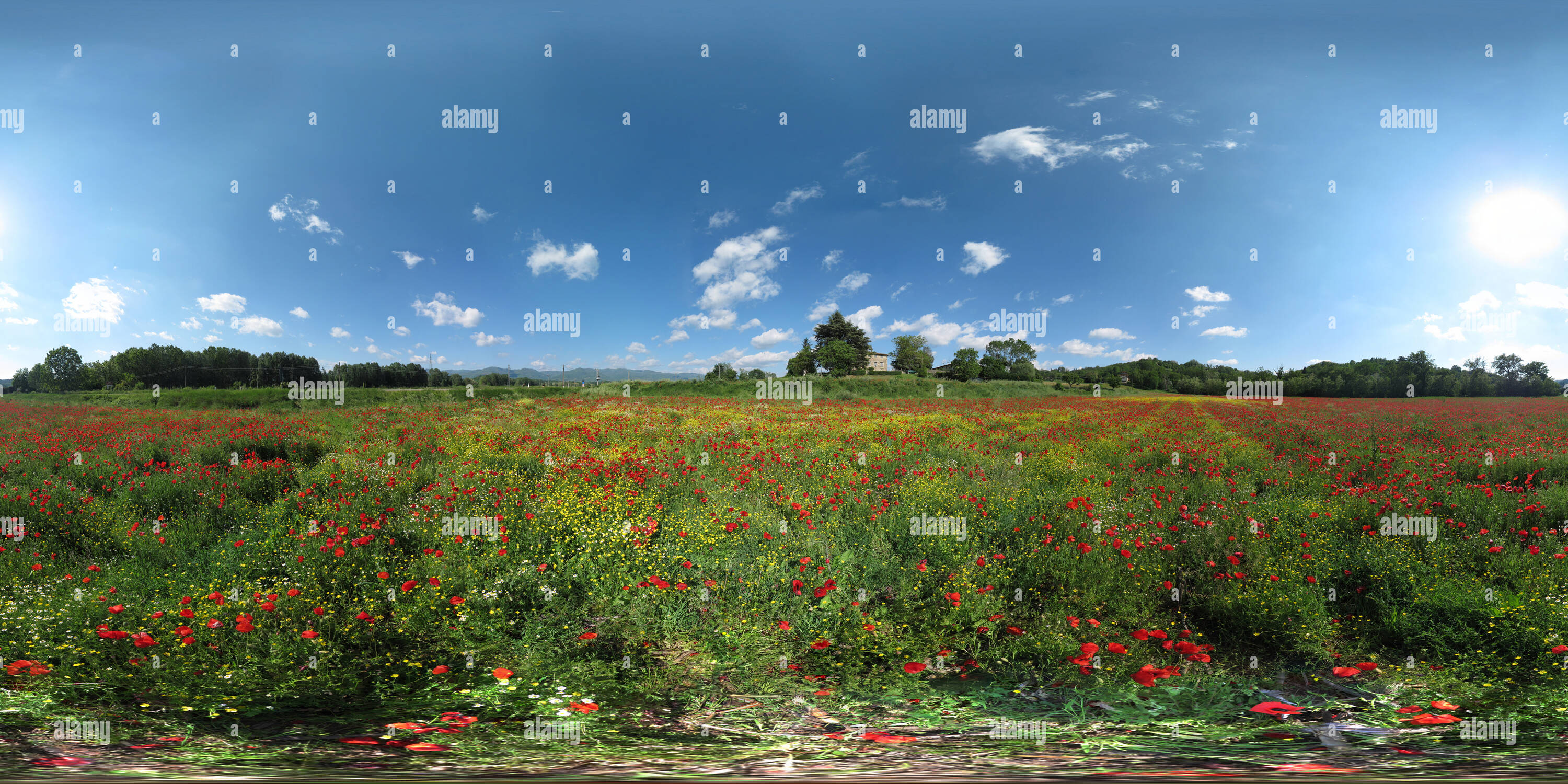 360° view of flowery field in mugello - Alamy