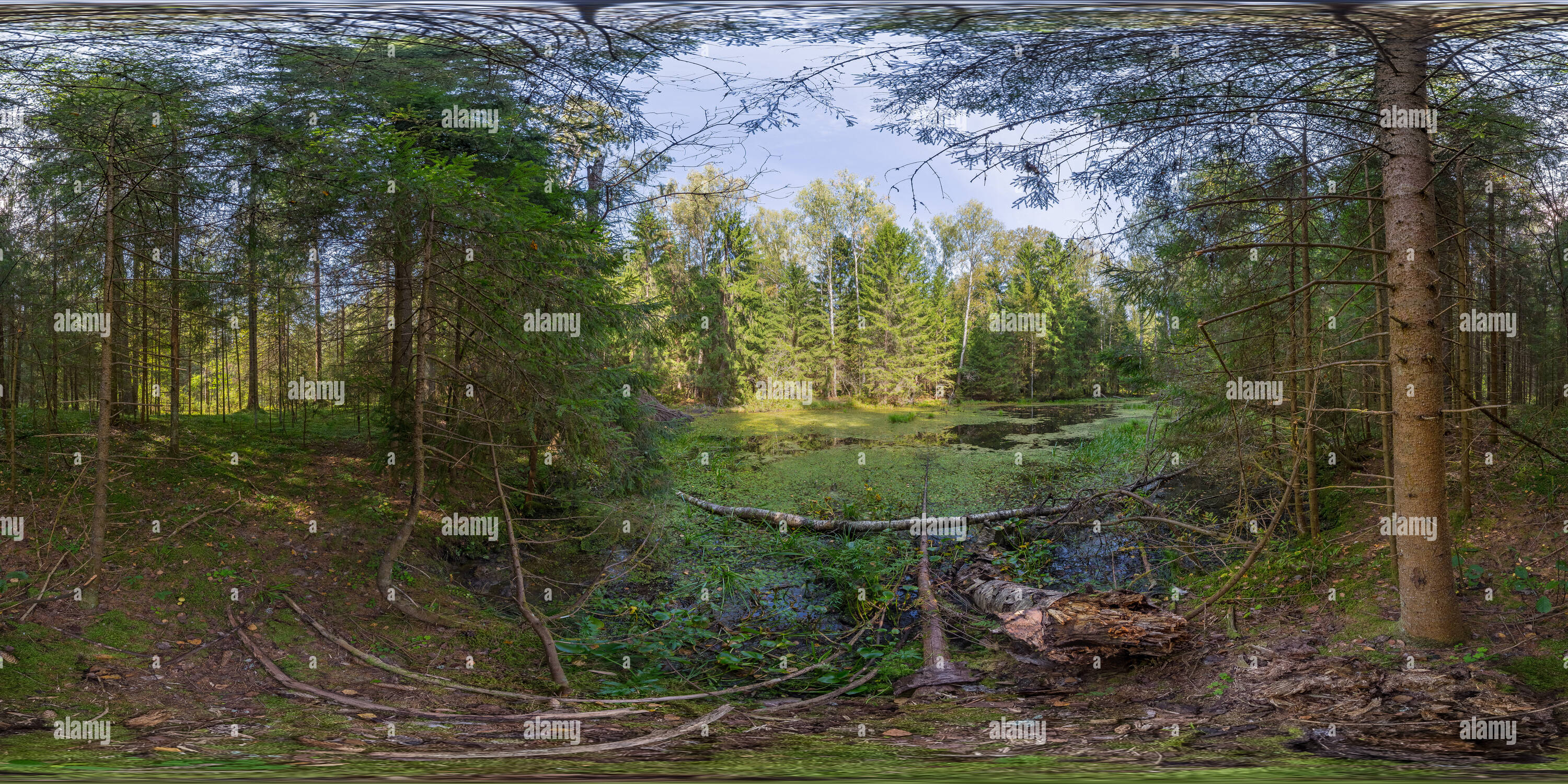 360° view of Small forest pond - Alamy