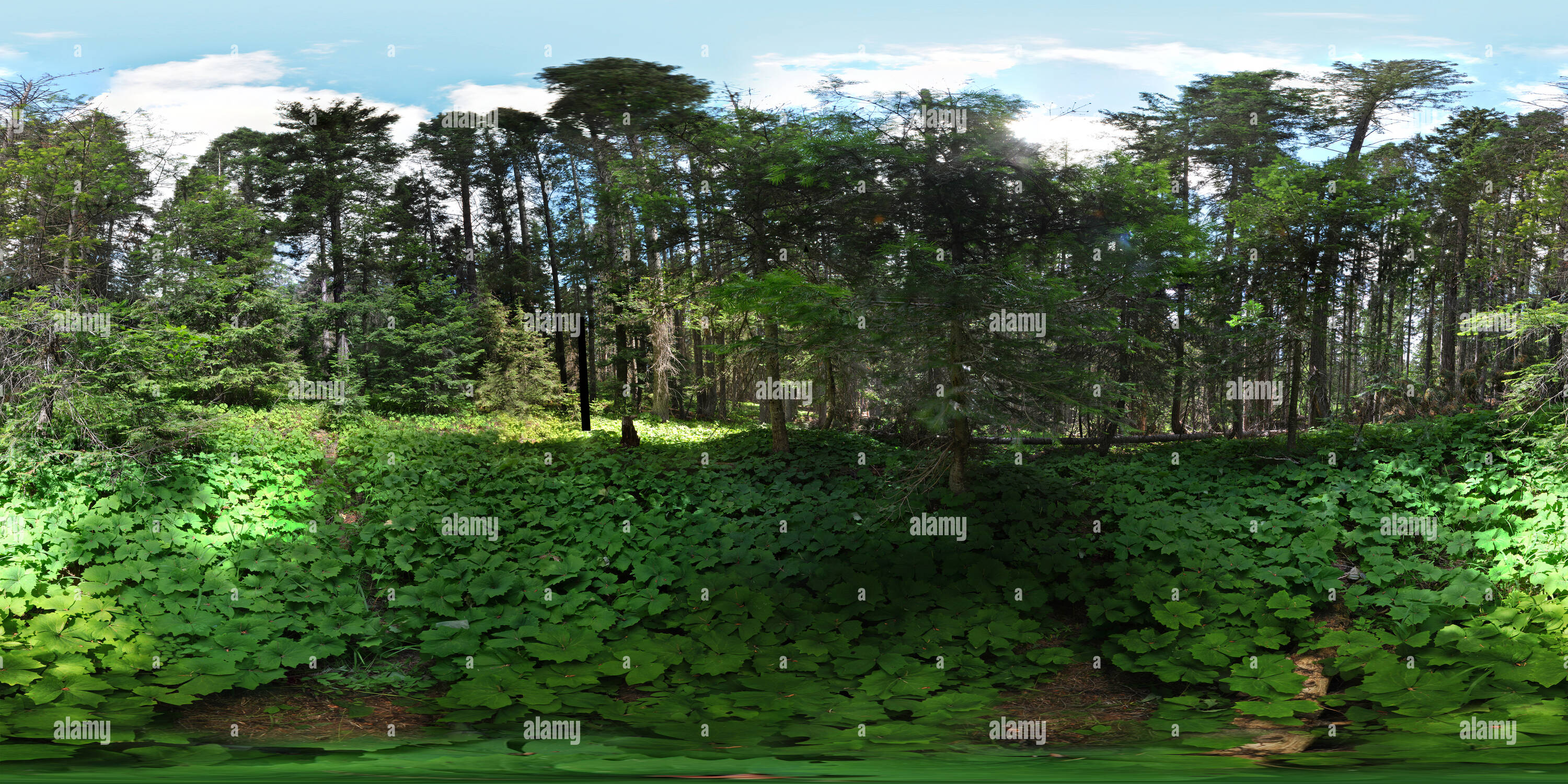 Forest sub alpine groundcover hi-res stock photography and images - Alamy