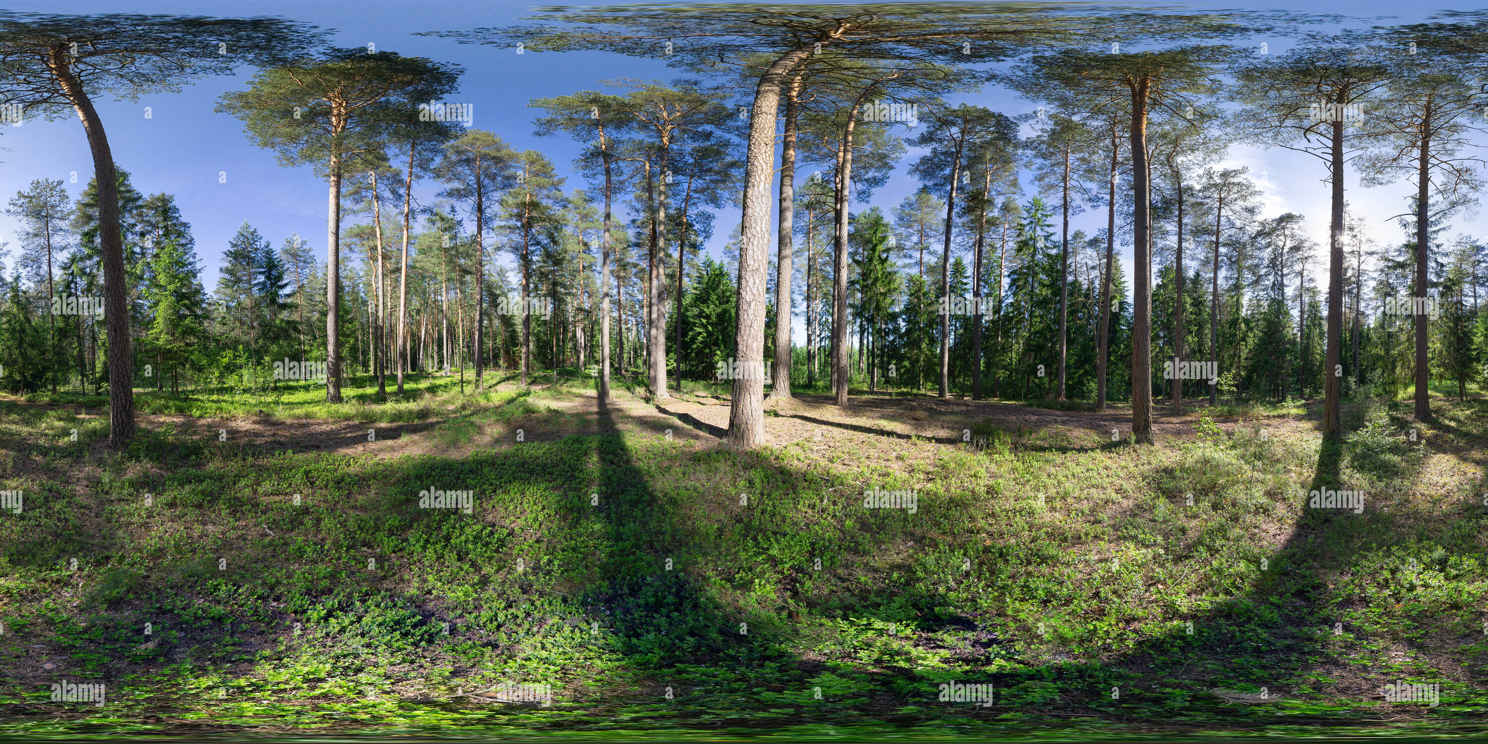 360° view of Spring in the woods, Belarus - Alamy