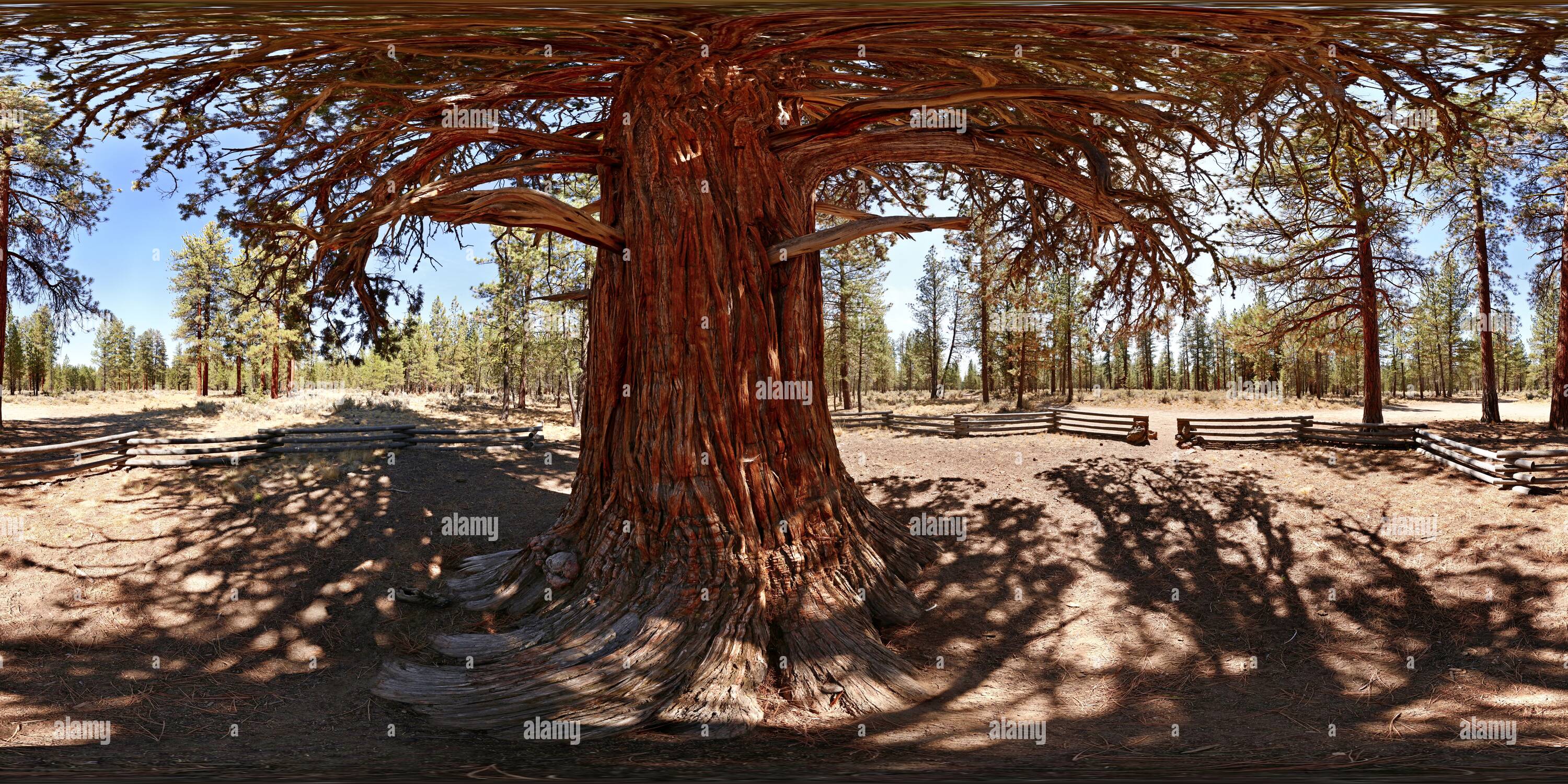 360° view of Ancient juniper [3] - Alamy