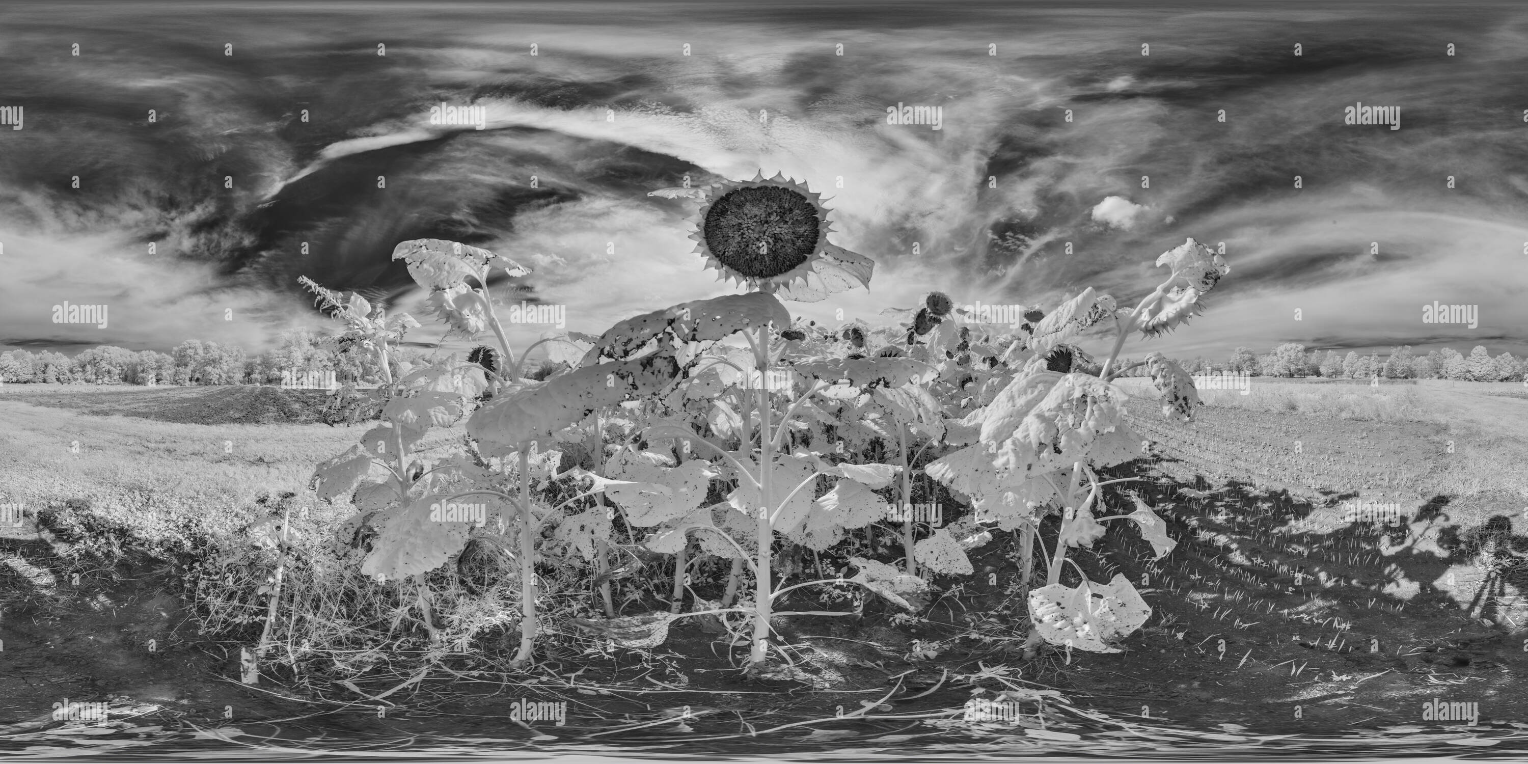 360° view of Sunflowers At The Food Project Infrared - Alamy