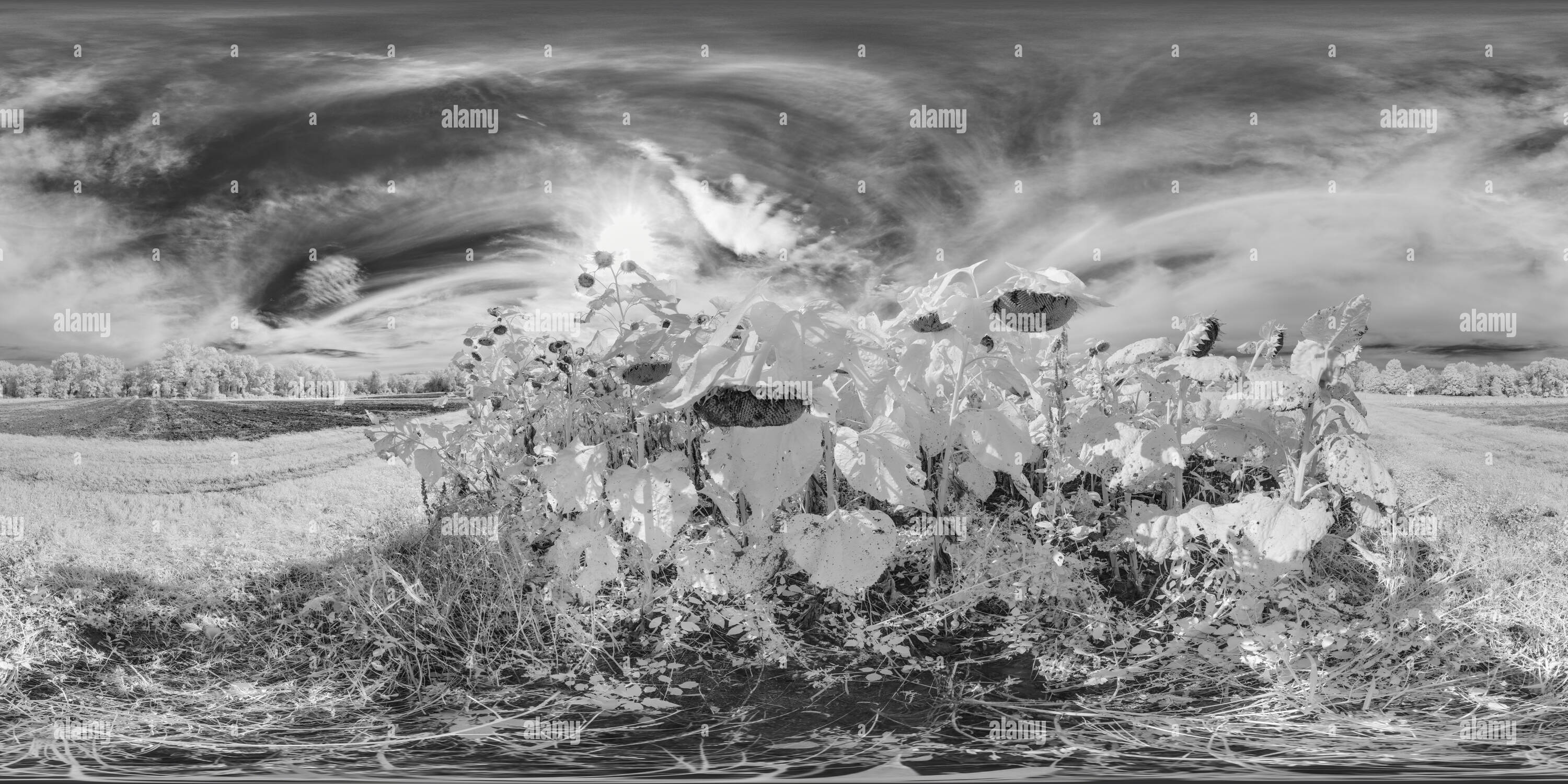360° view of Sunflowers Bow Their Heads Before the Sun Infrared - Alamy