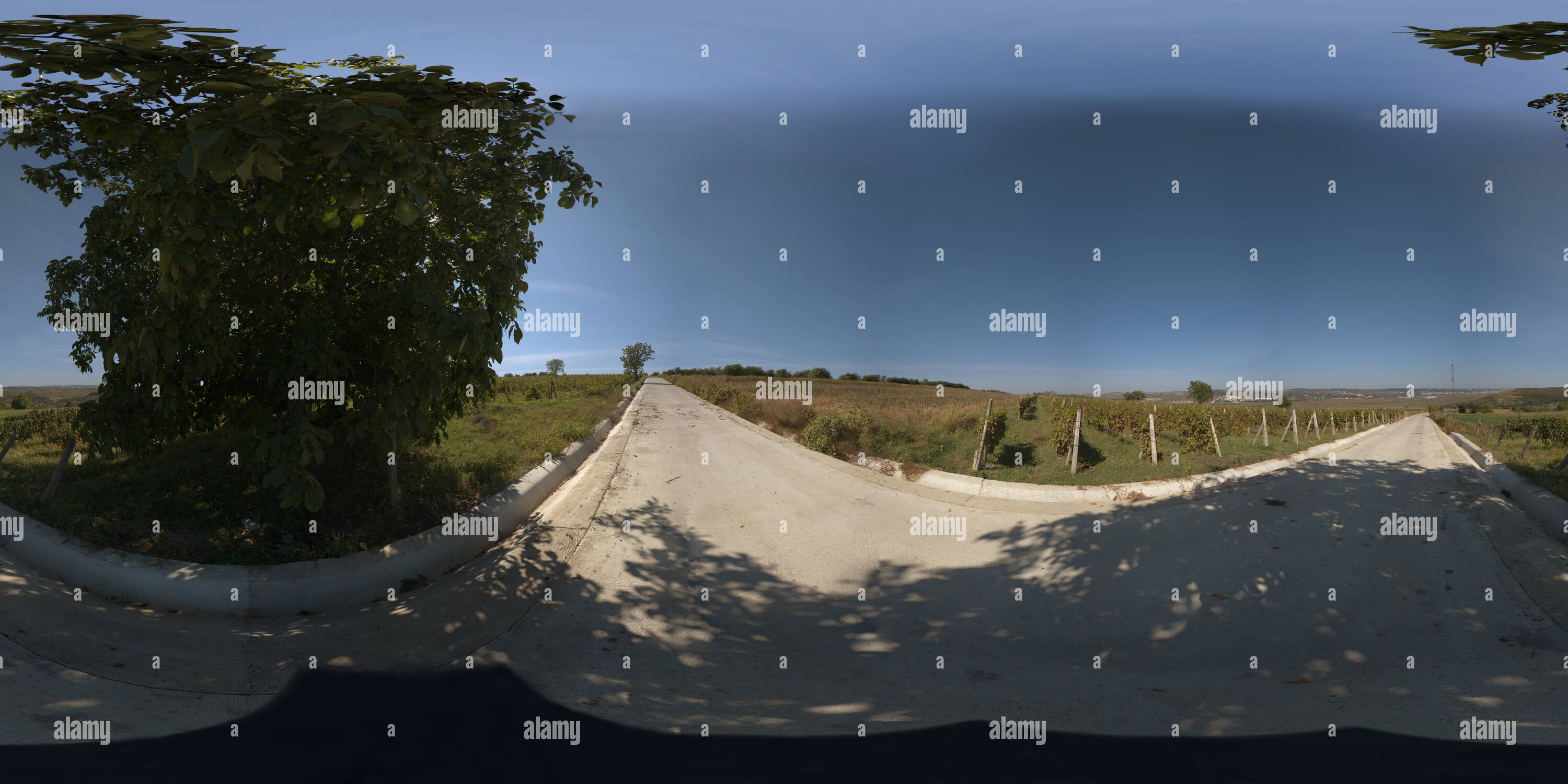 Uricani romania grapes vinyard autumn fall sunflowers outdoors ...