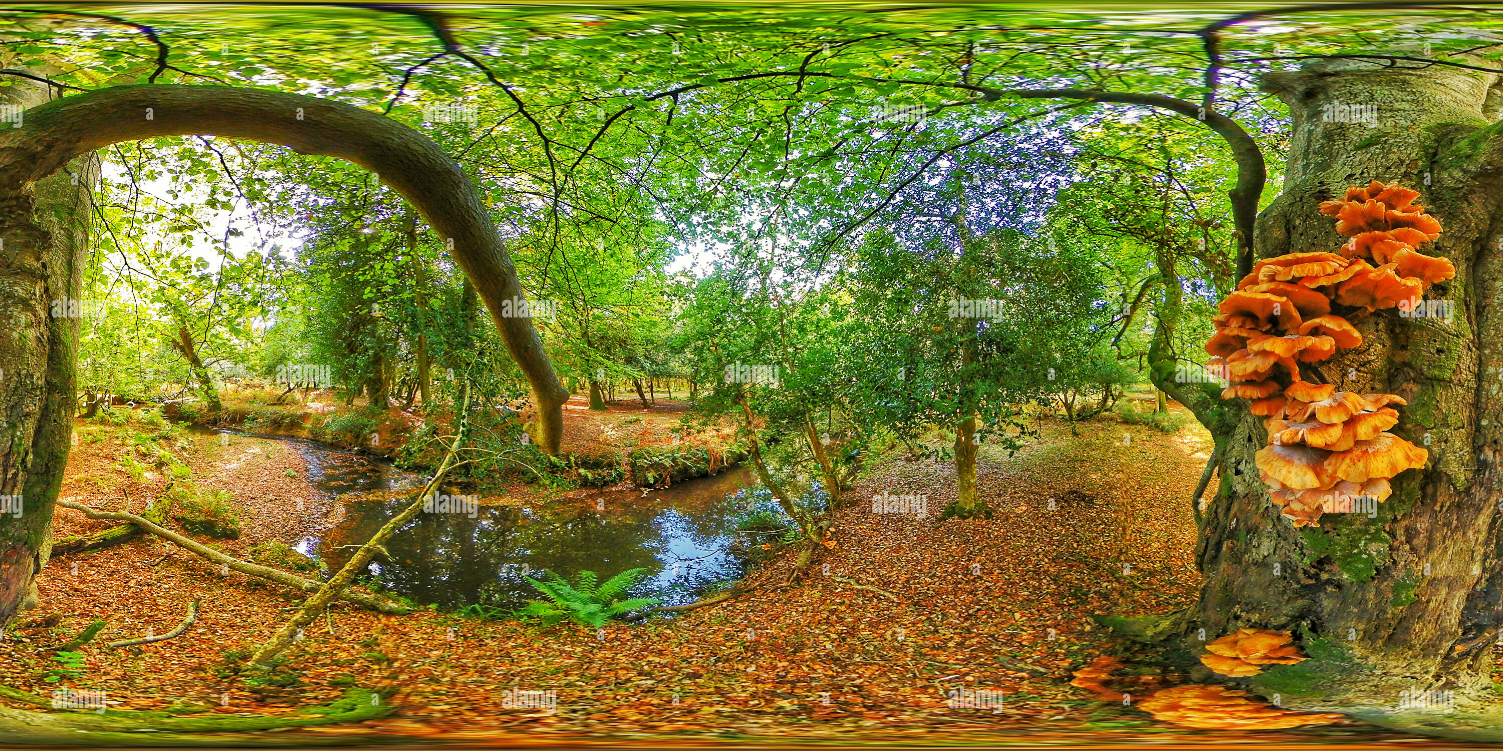 360° view of Fungi and New Forest Stream - Alamy