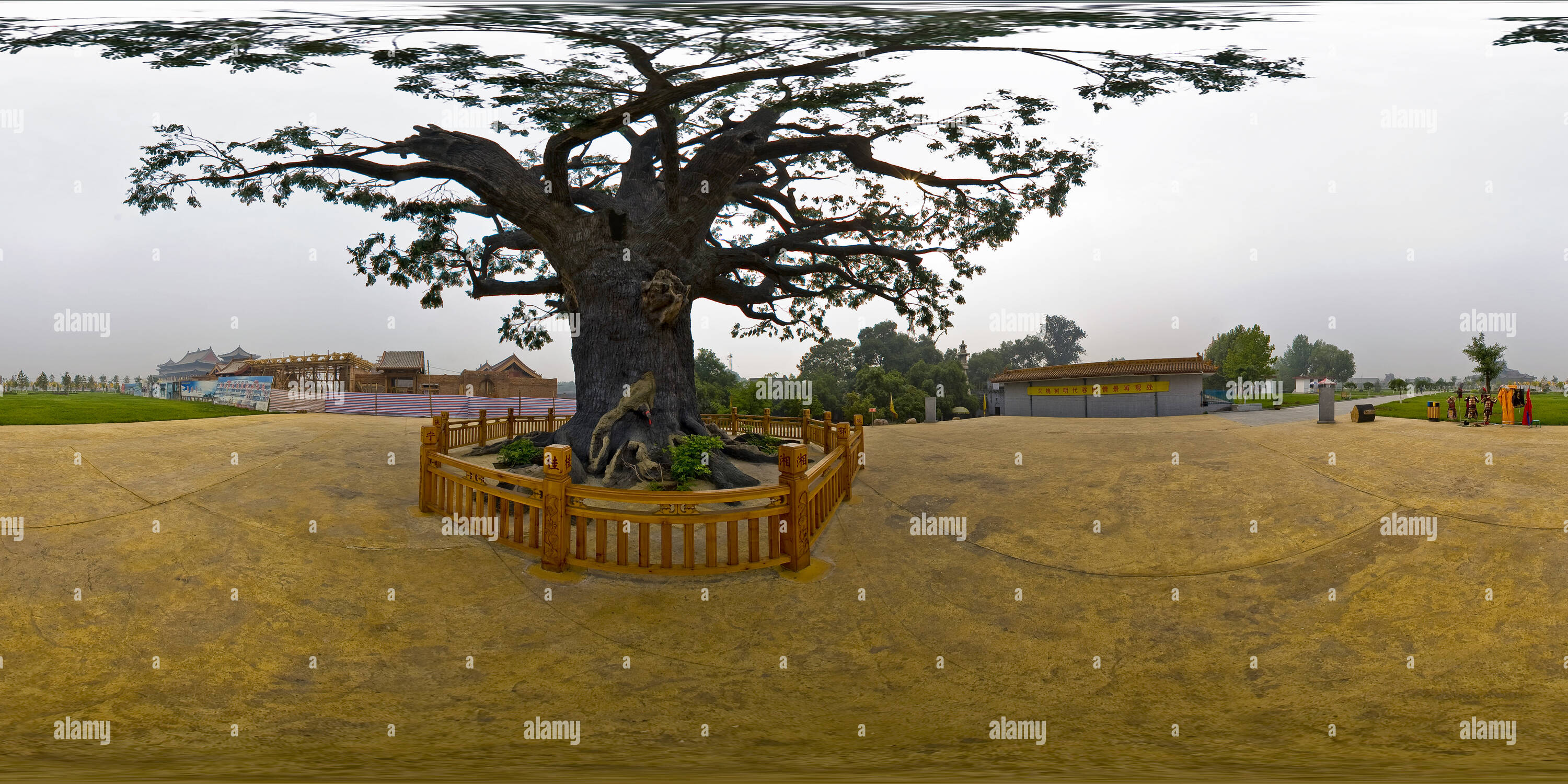 360° view of The Hongtong big Chinese scholartree-models the big ...