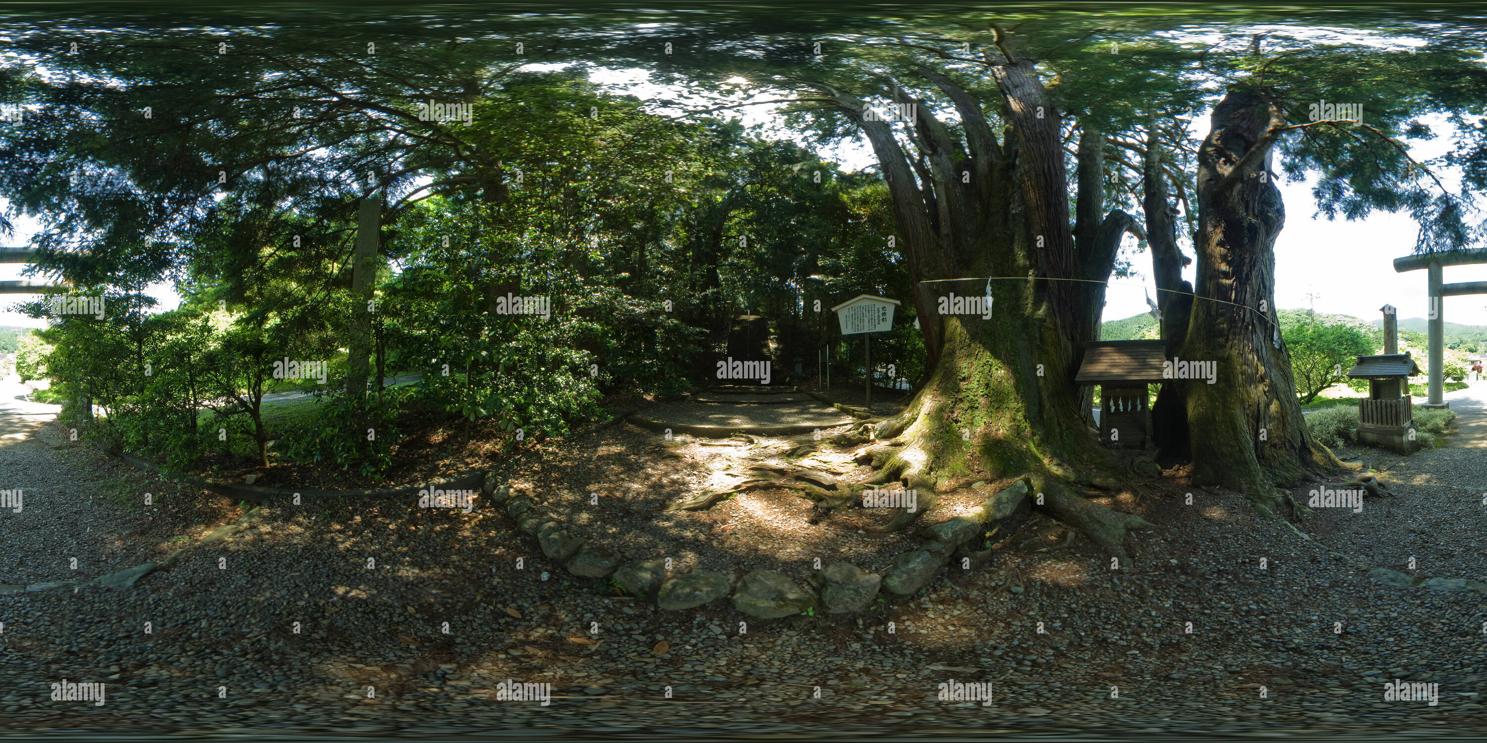 Komochi sugi hi-res stock photography and images - Alamy