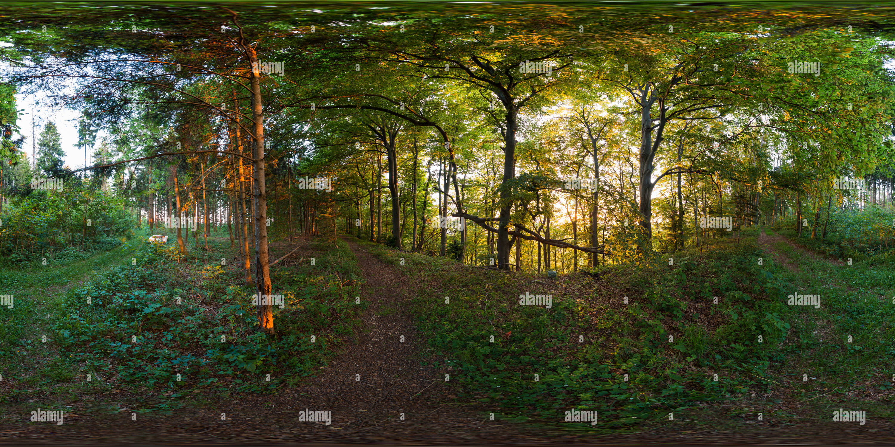 360° view of Forest sunset - Zollersteighof, Germany - Alamy