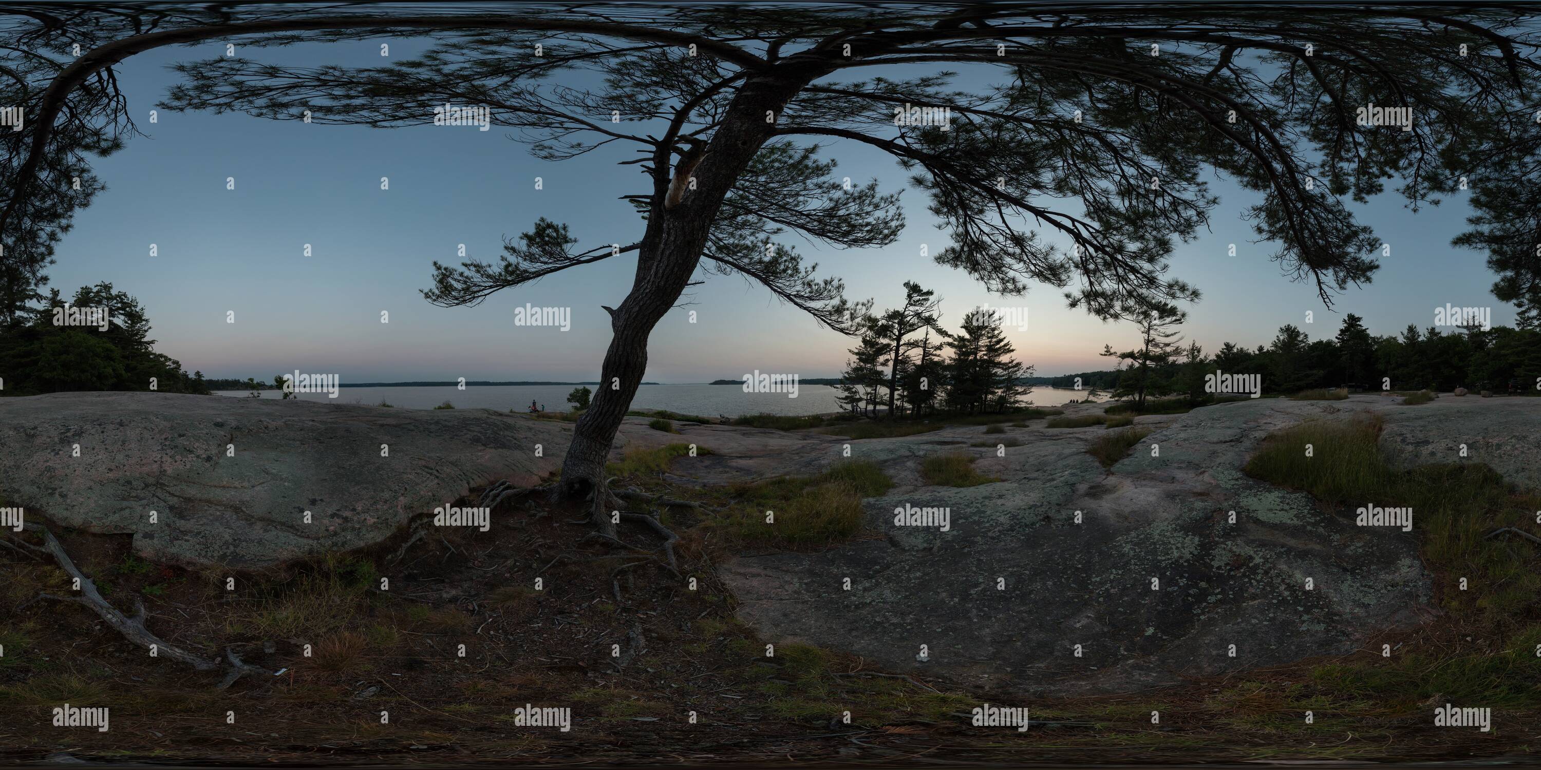 360° view of Windswept Pine at Killbear Provincial Park - Alamy