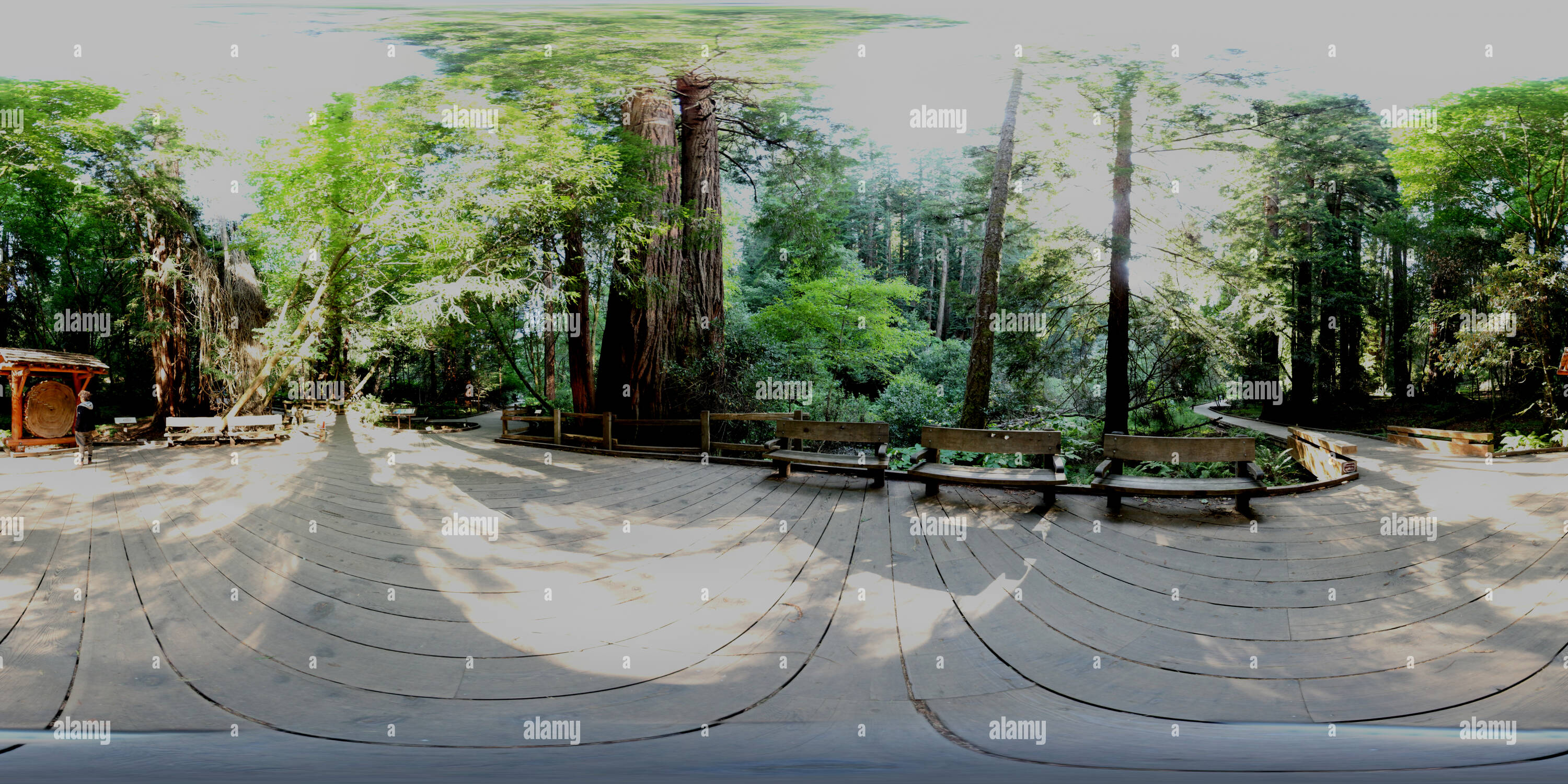 360° view of Muir Woods 1 - Alamy