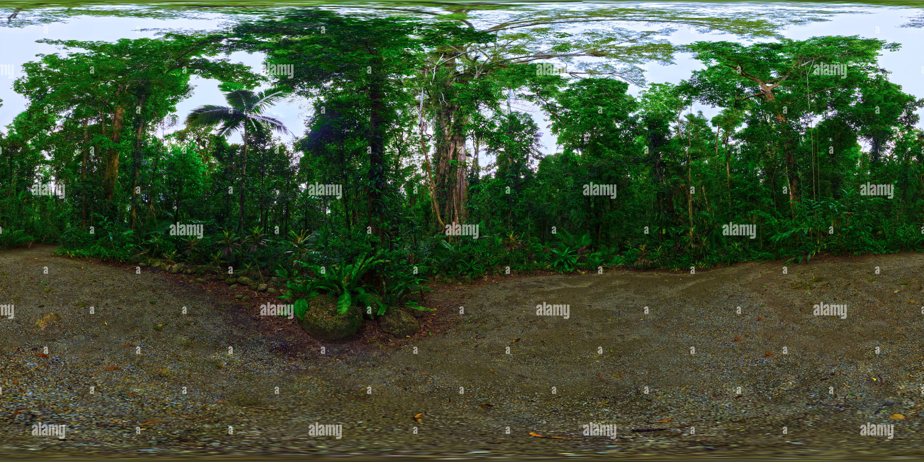 360° view of Giant Fig Tree in Misty Mountains - Alamy