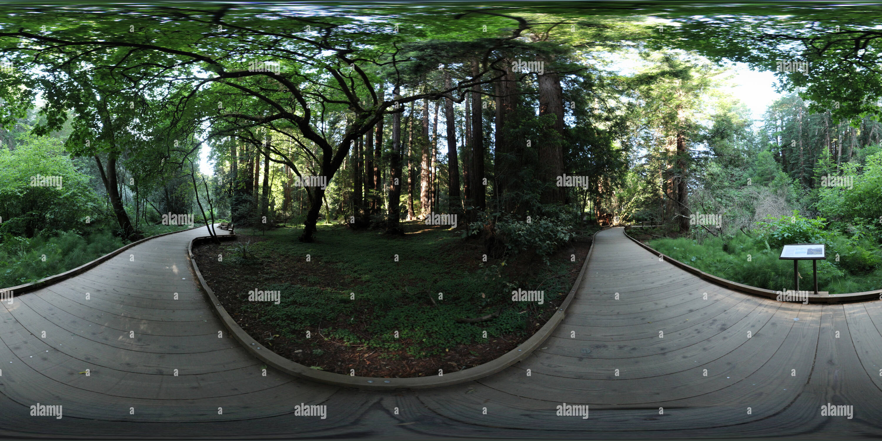 360° view of Muir Woods Redwoods - Alamy