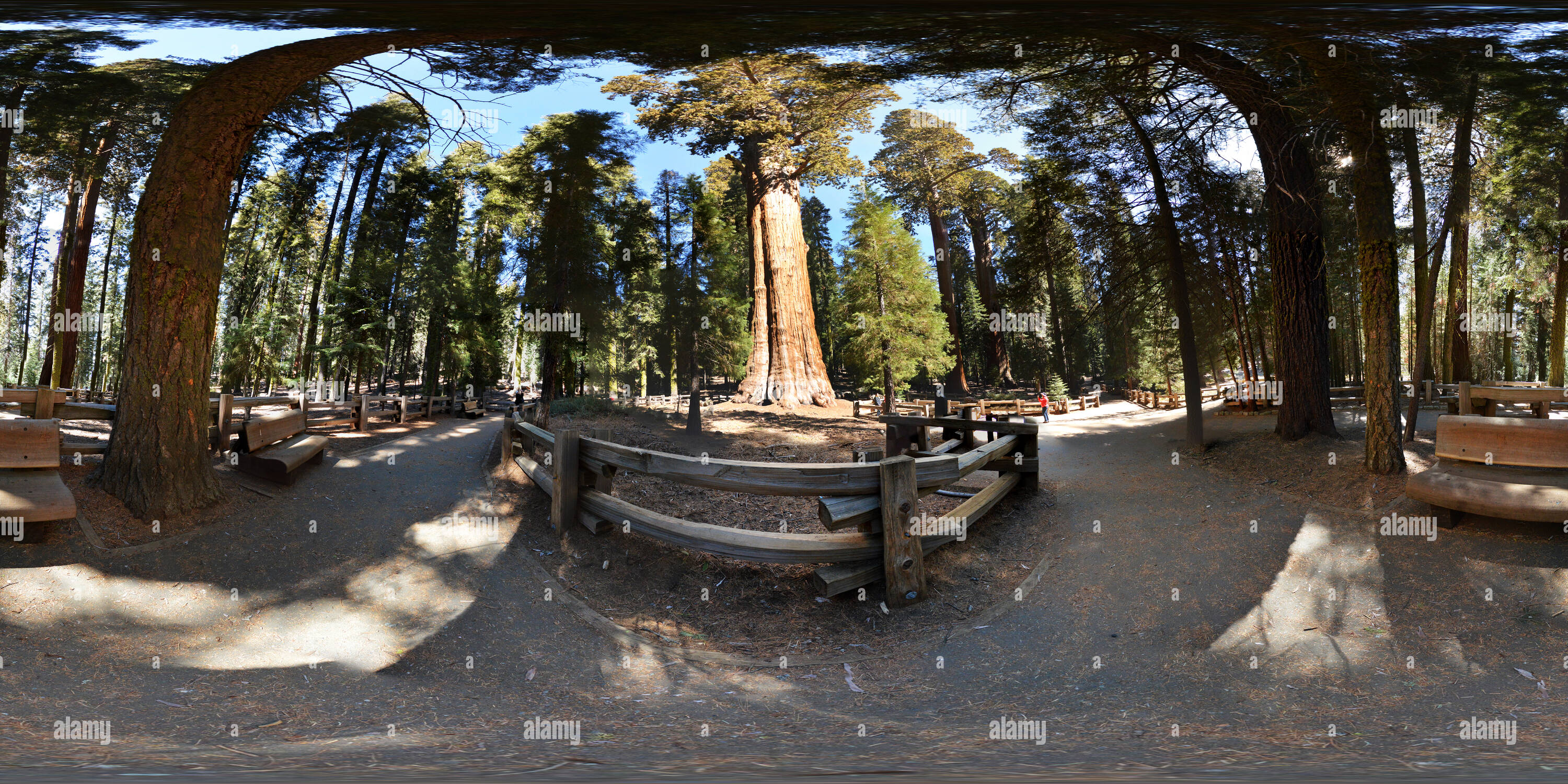 360° view of General Sherman Tree at Sequoia National Park - Alamy