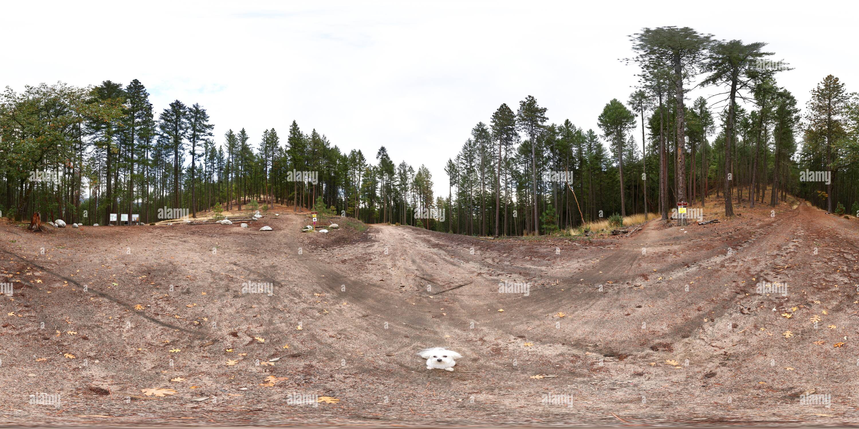 Toothpick lamb hi-res stock photography and images - Alamy