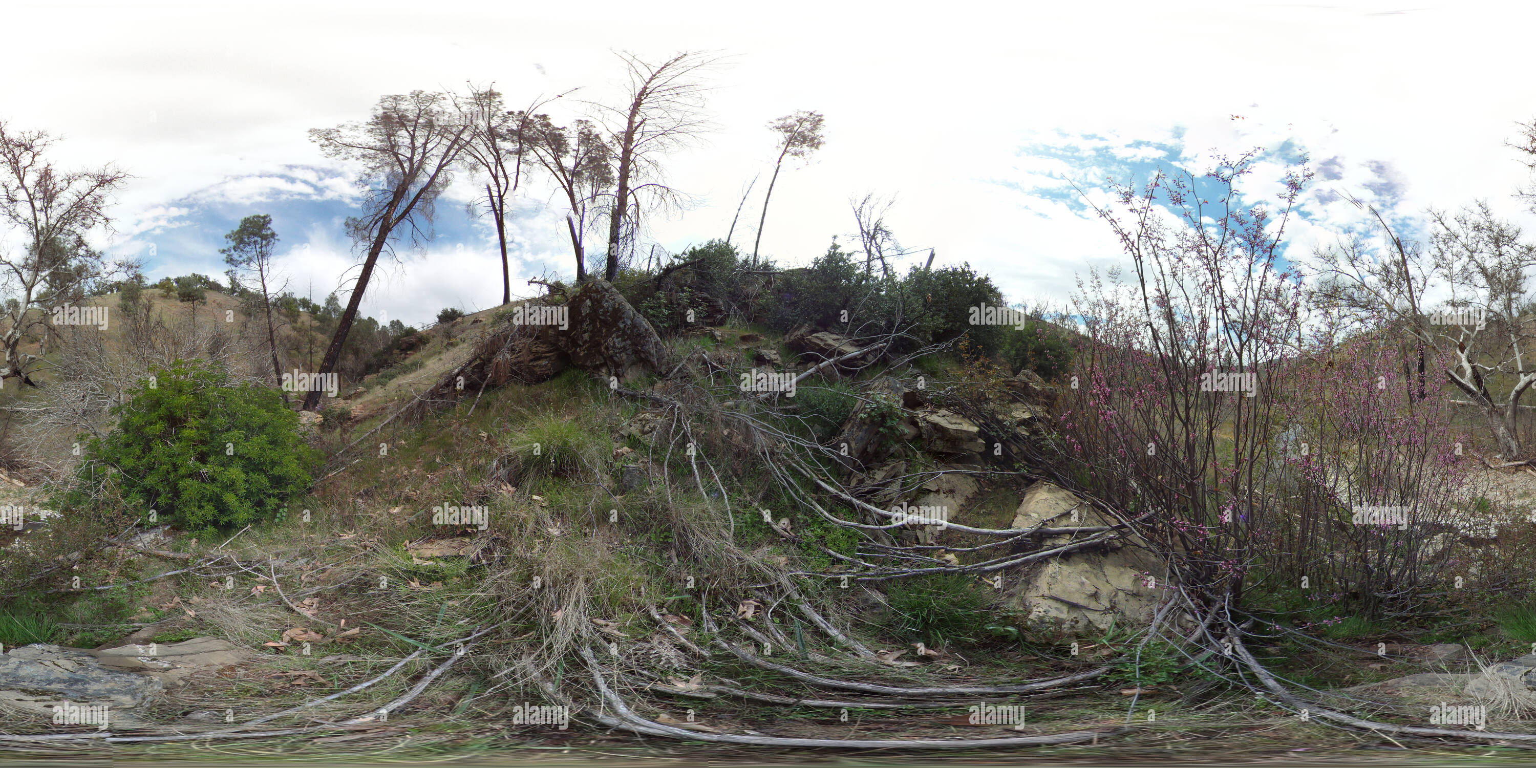 360° view of Redbud; Robison Creek Orestimba Wilderness, Henry W Coe SP ...