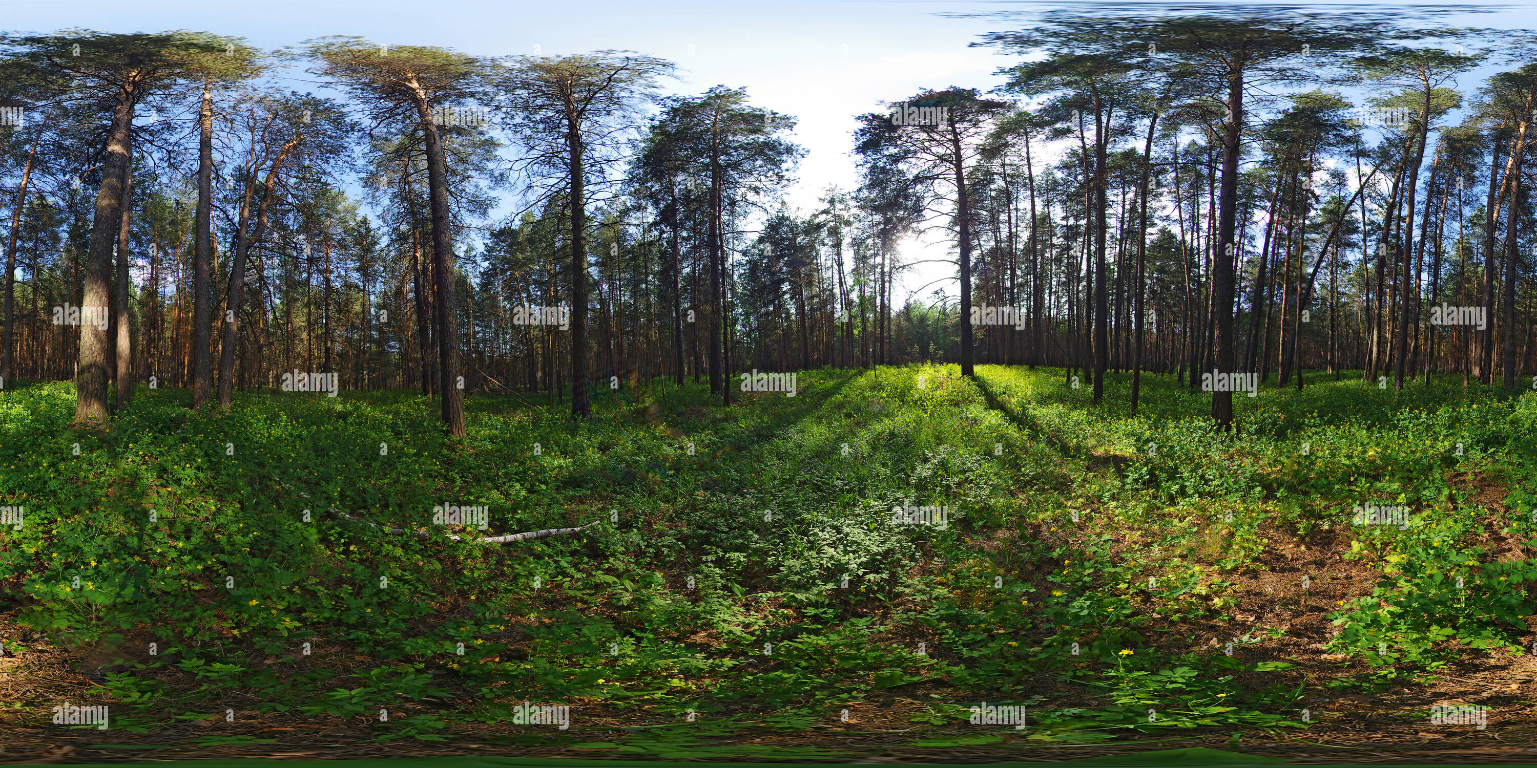 360° view of Forest. Samara region. gorod360.com - Alamy