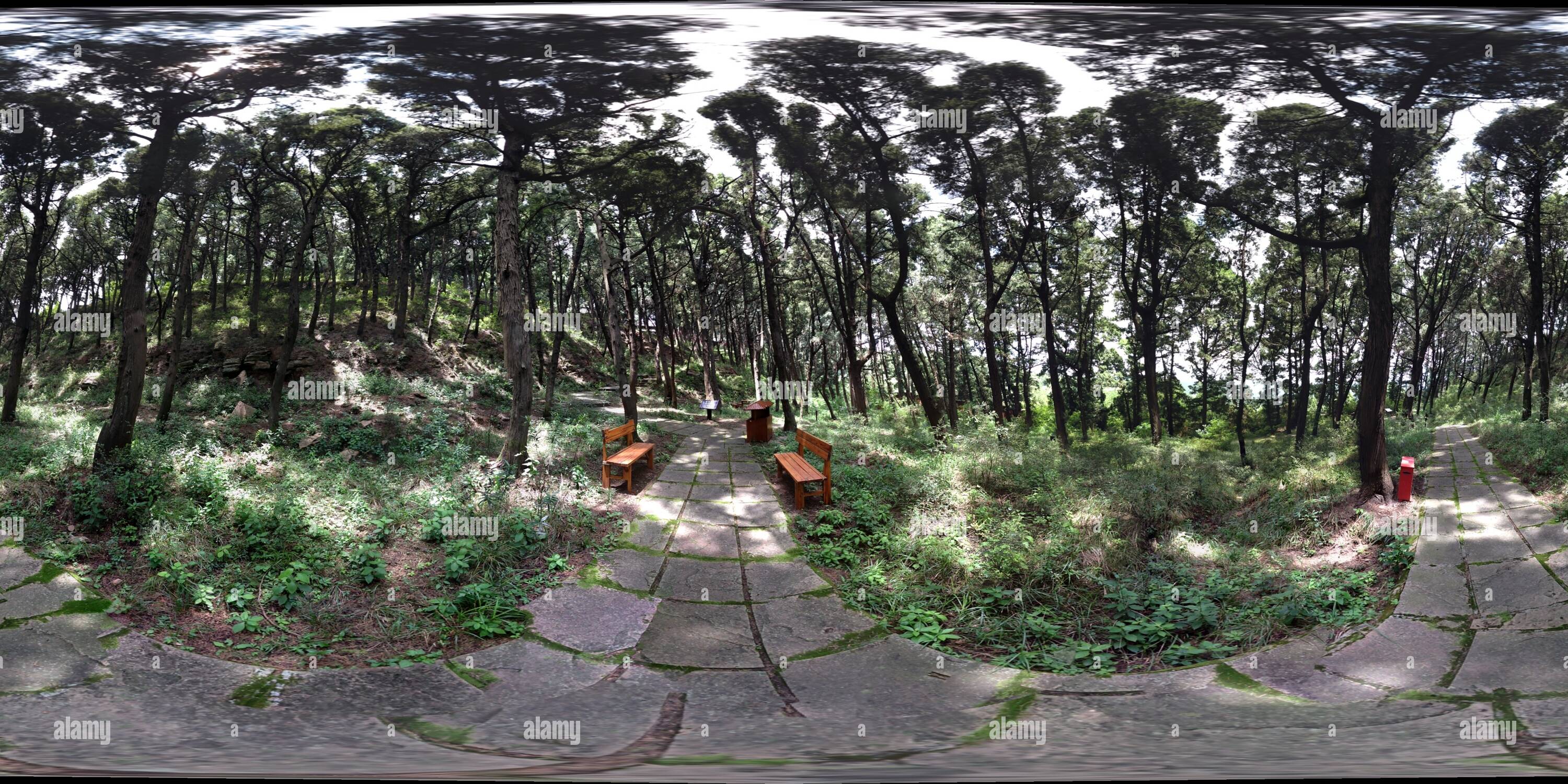 360° view of The ancient cypress - Alamy