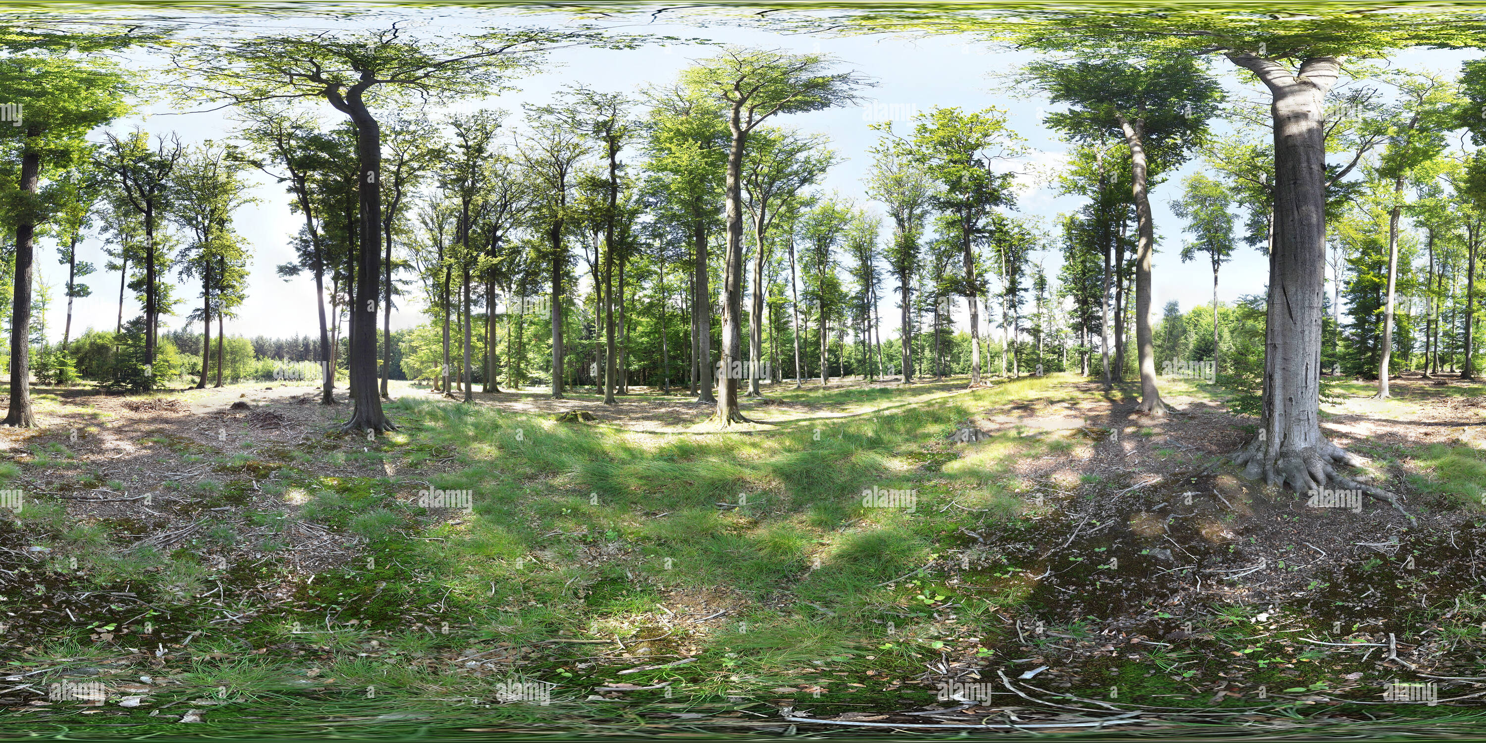 Wooda hi-res stock photography and images - Alamy